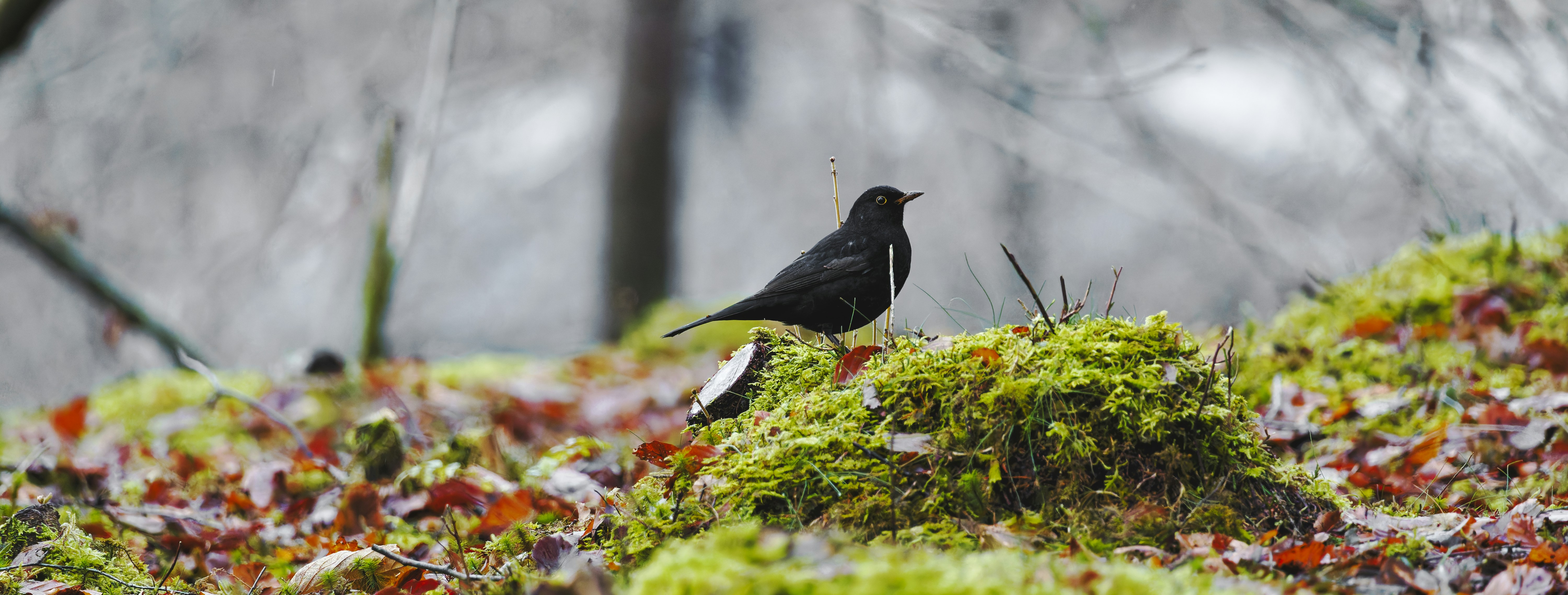 Black Bird on Mossy Boulder in Frosted Forest