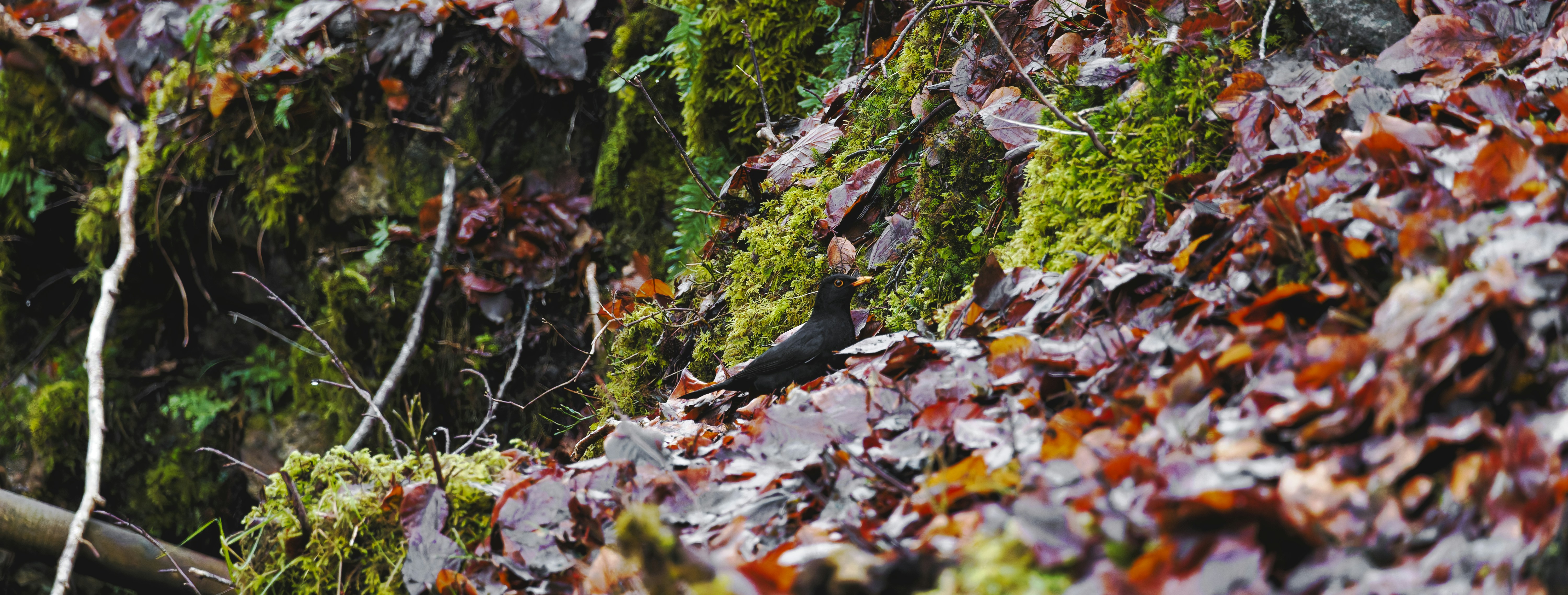 Cloaked in Autumn Moss: a Quiet Forest Floor with a Subtle Black Bird