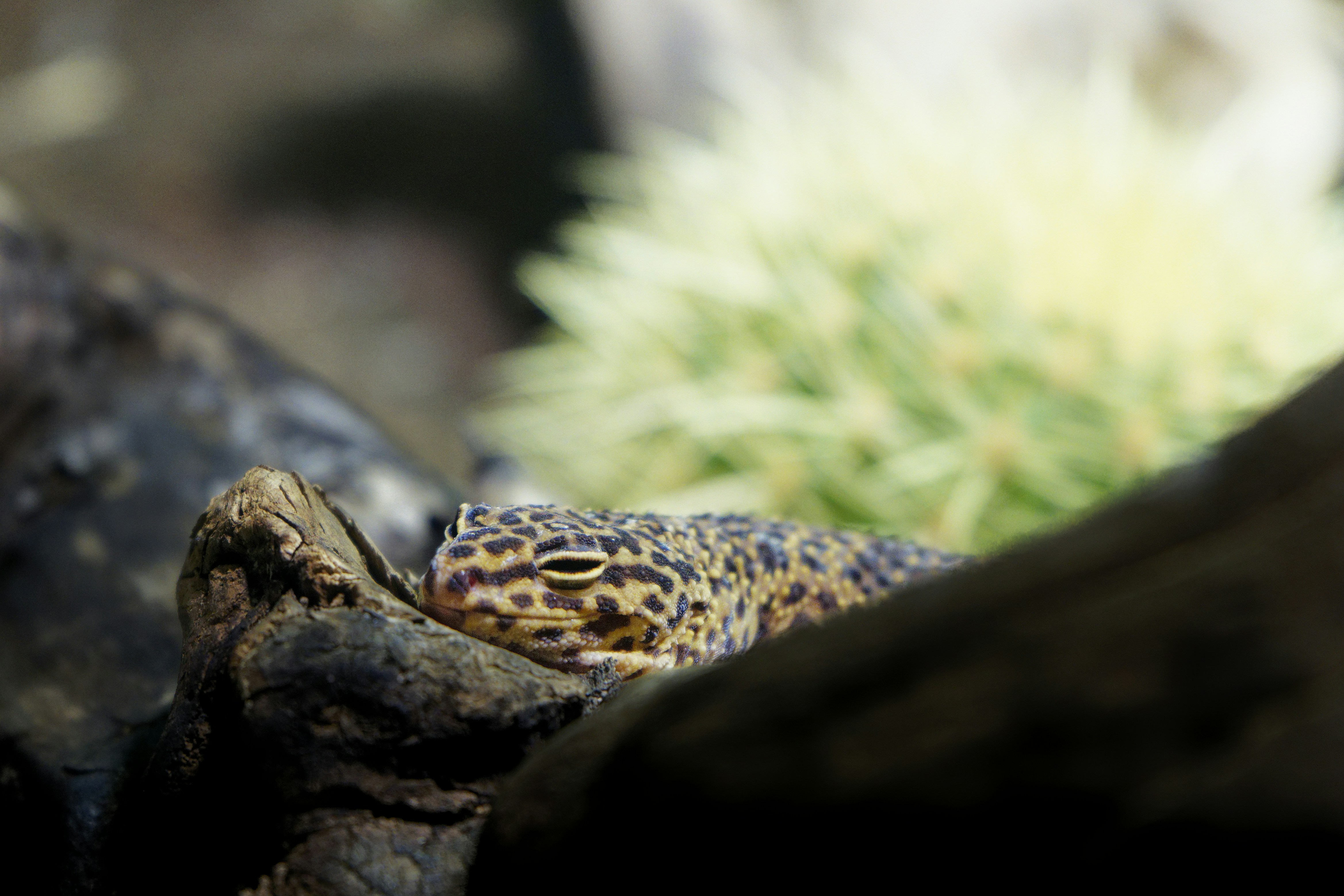 Hidden Predator: Leopard Gecko Peeking Through the Rock Veil