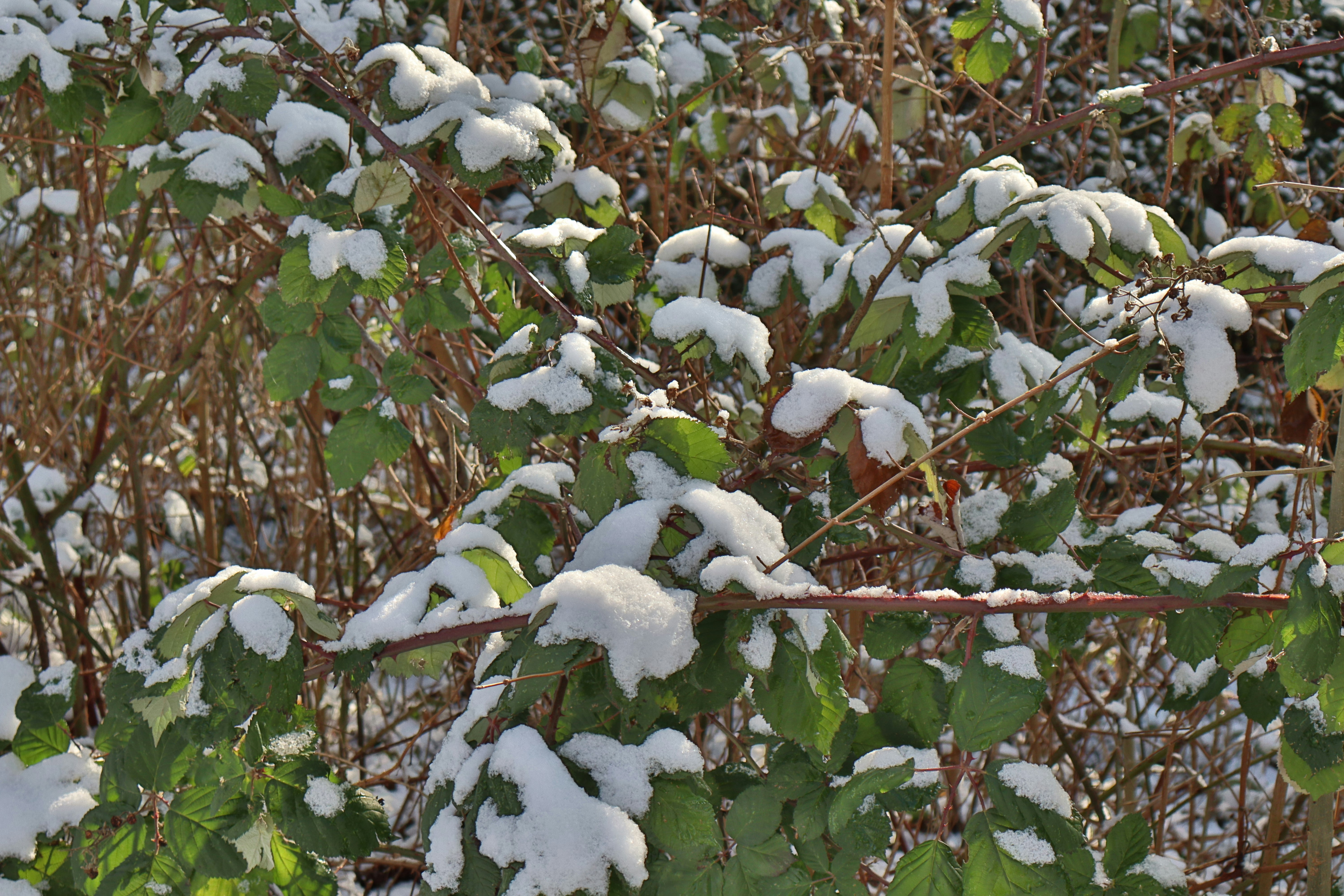 Snow-kissed Leaves: Greenery Brushed by Winter Quiet