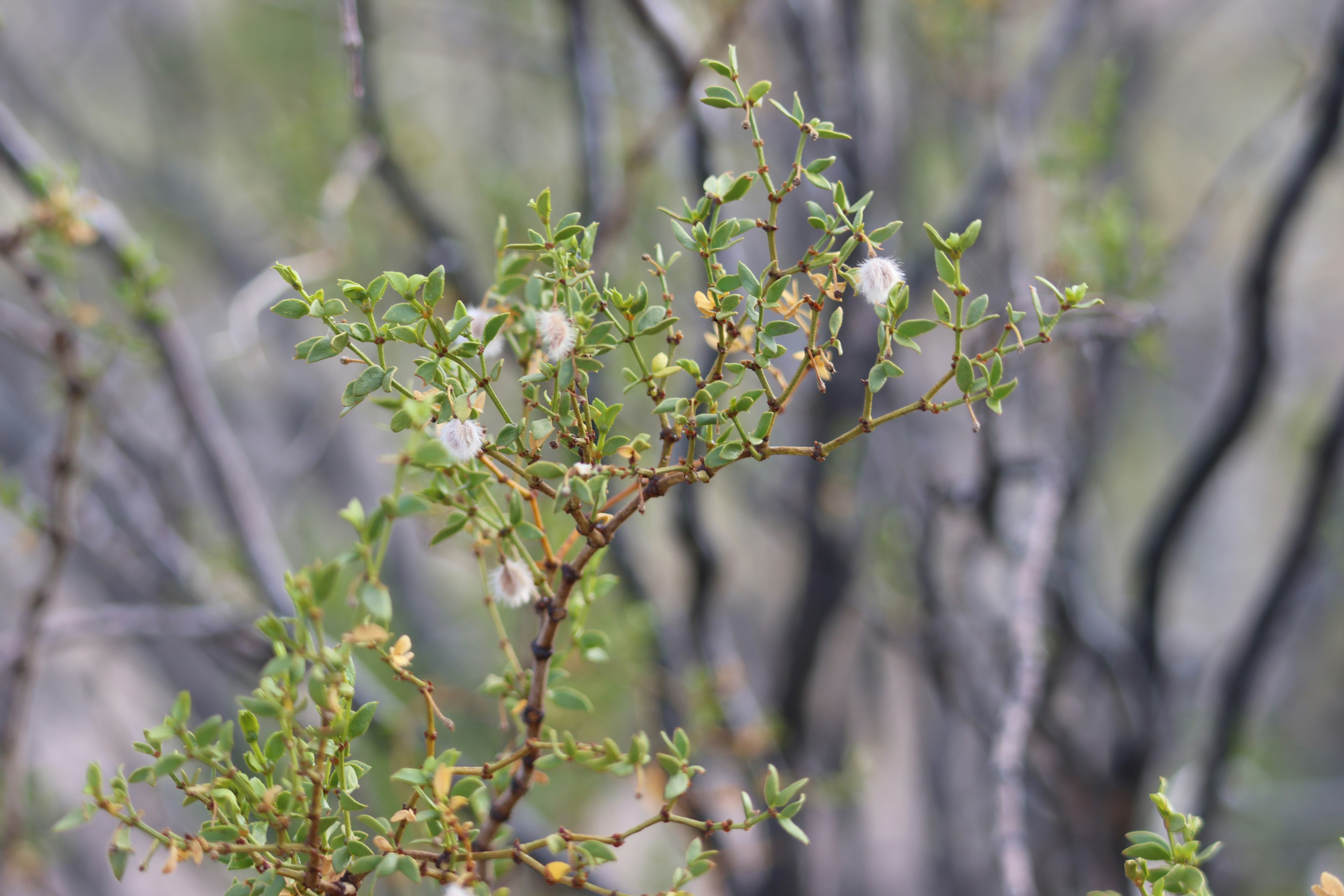Whispering Thicket: Tender Sprigs Against a Charred Background