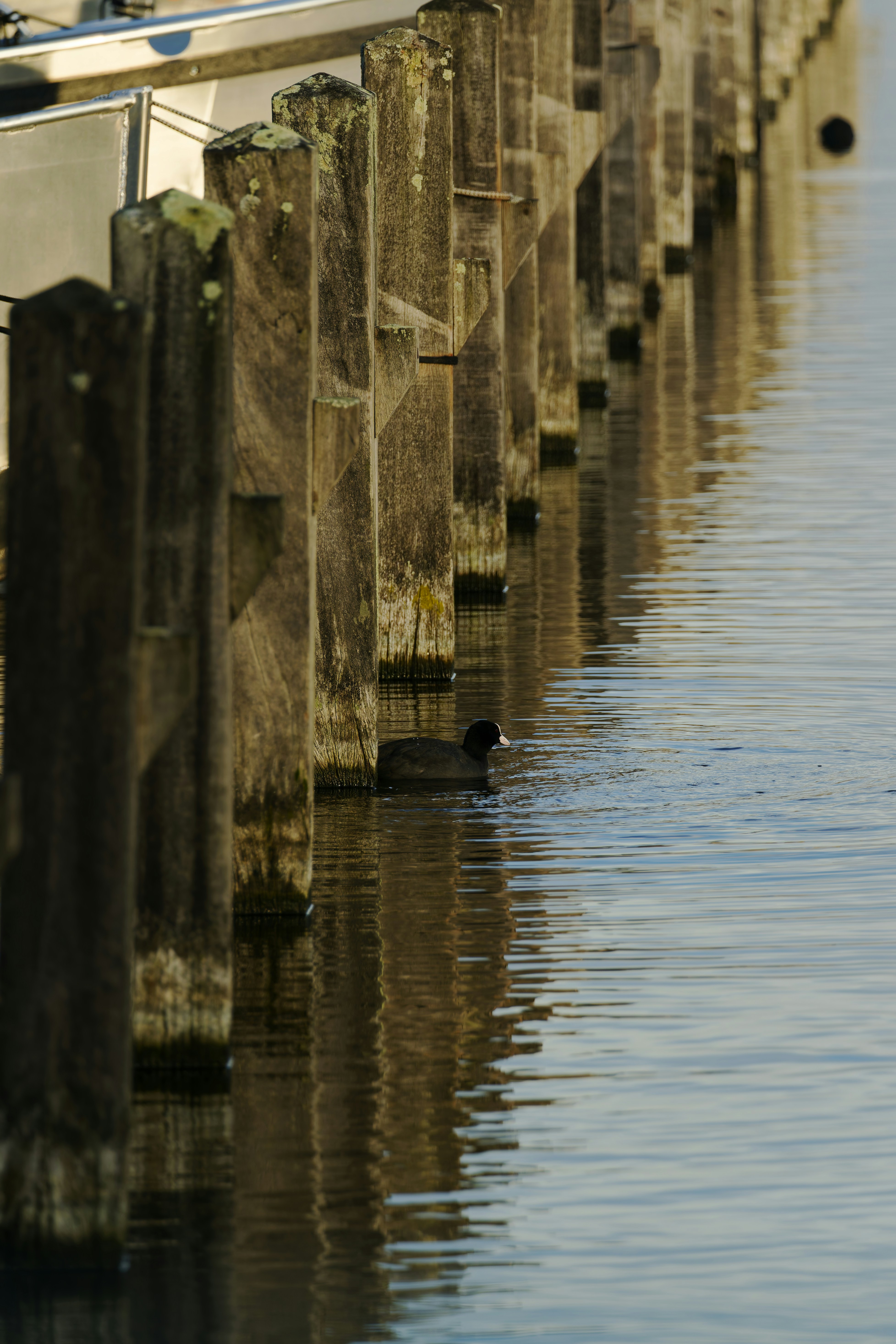 Between Piers: A Duck Glides Along Mossy Wharf Columns