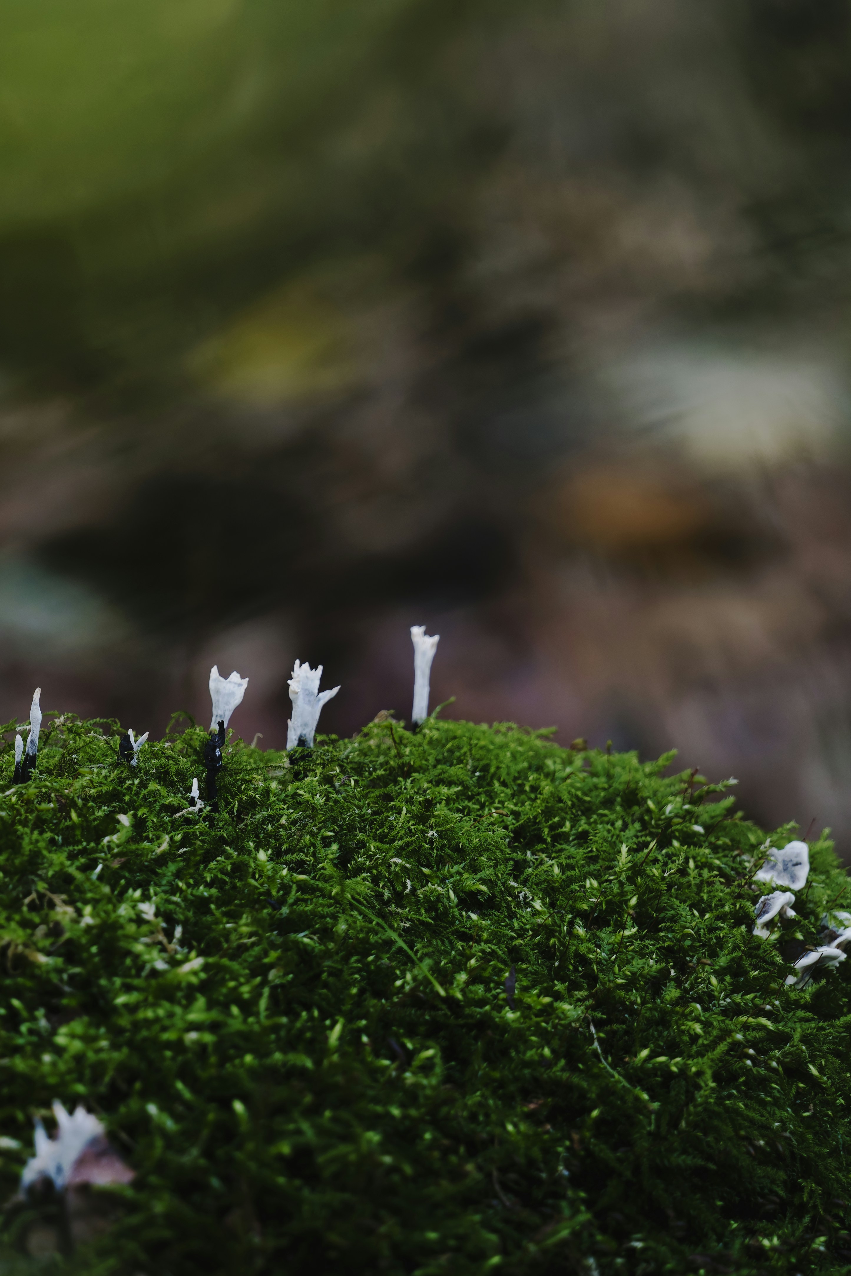 Verdant Moss Threads at the Edge of Blur
