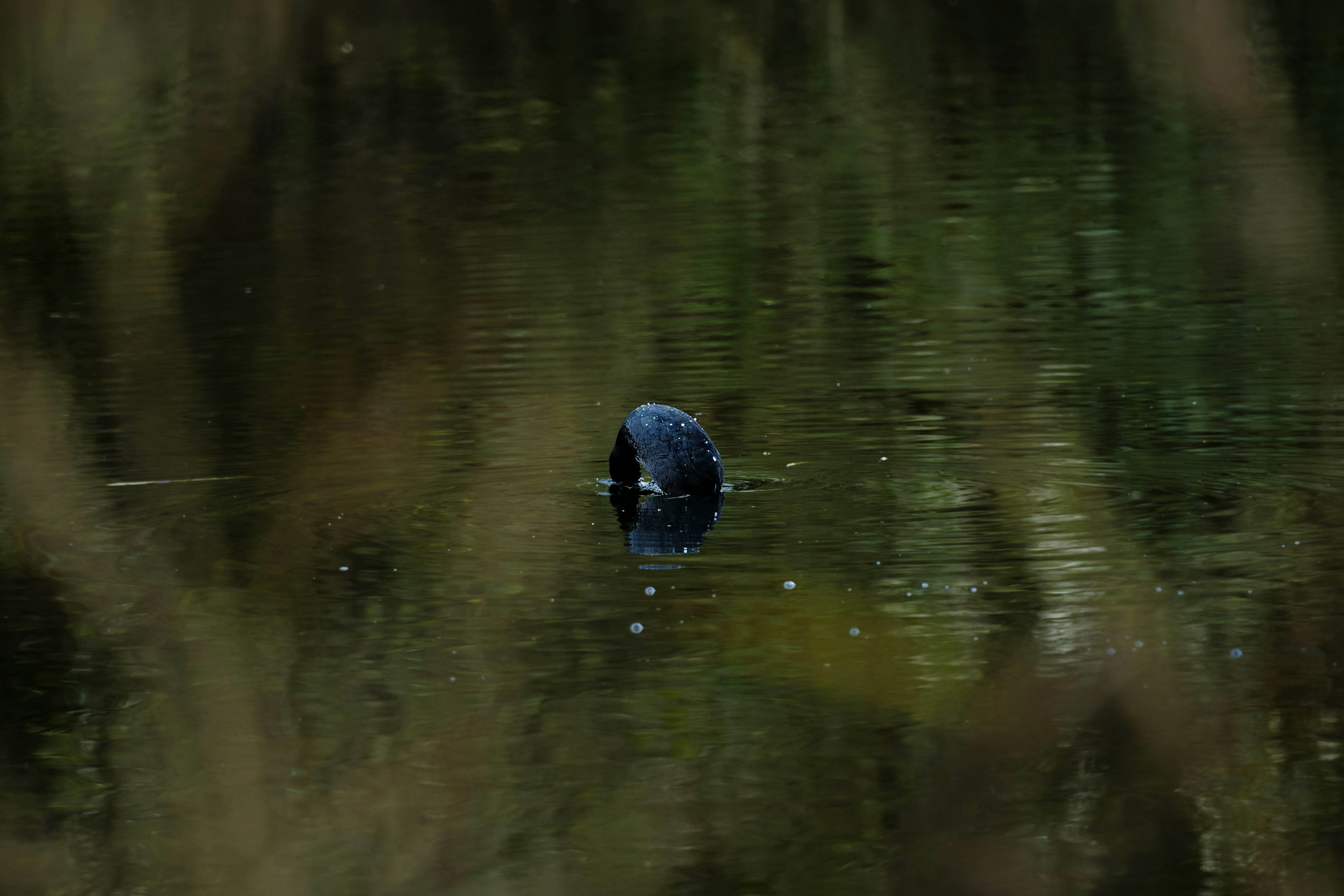 Mid-Surface Ripple: A lone Droplet Emerges from Quiet Water