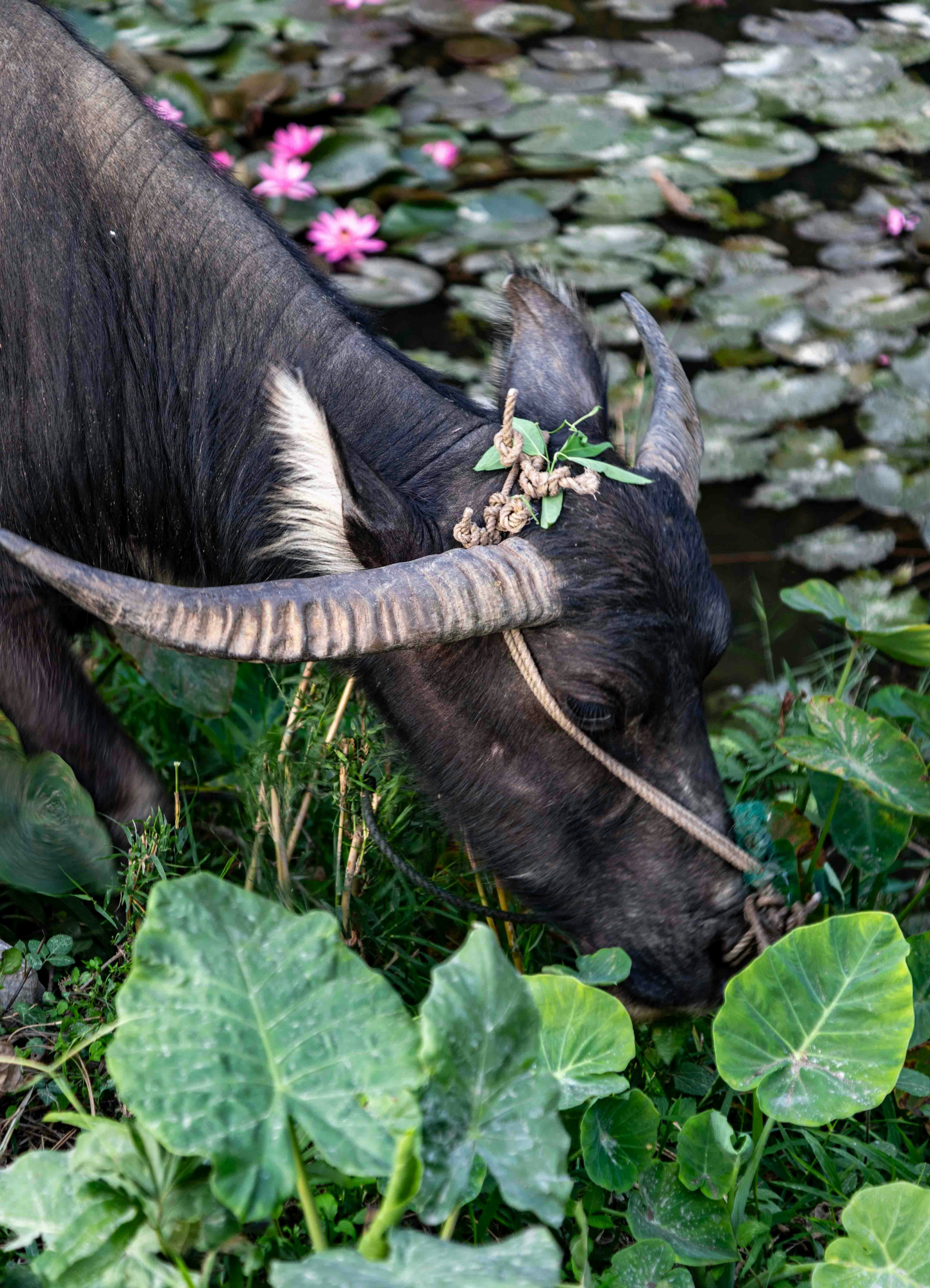 Hushed grazing by the water’s edge: water hyacinths and a tethered ox