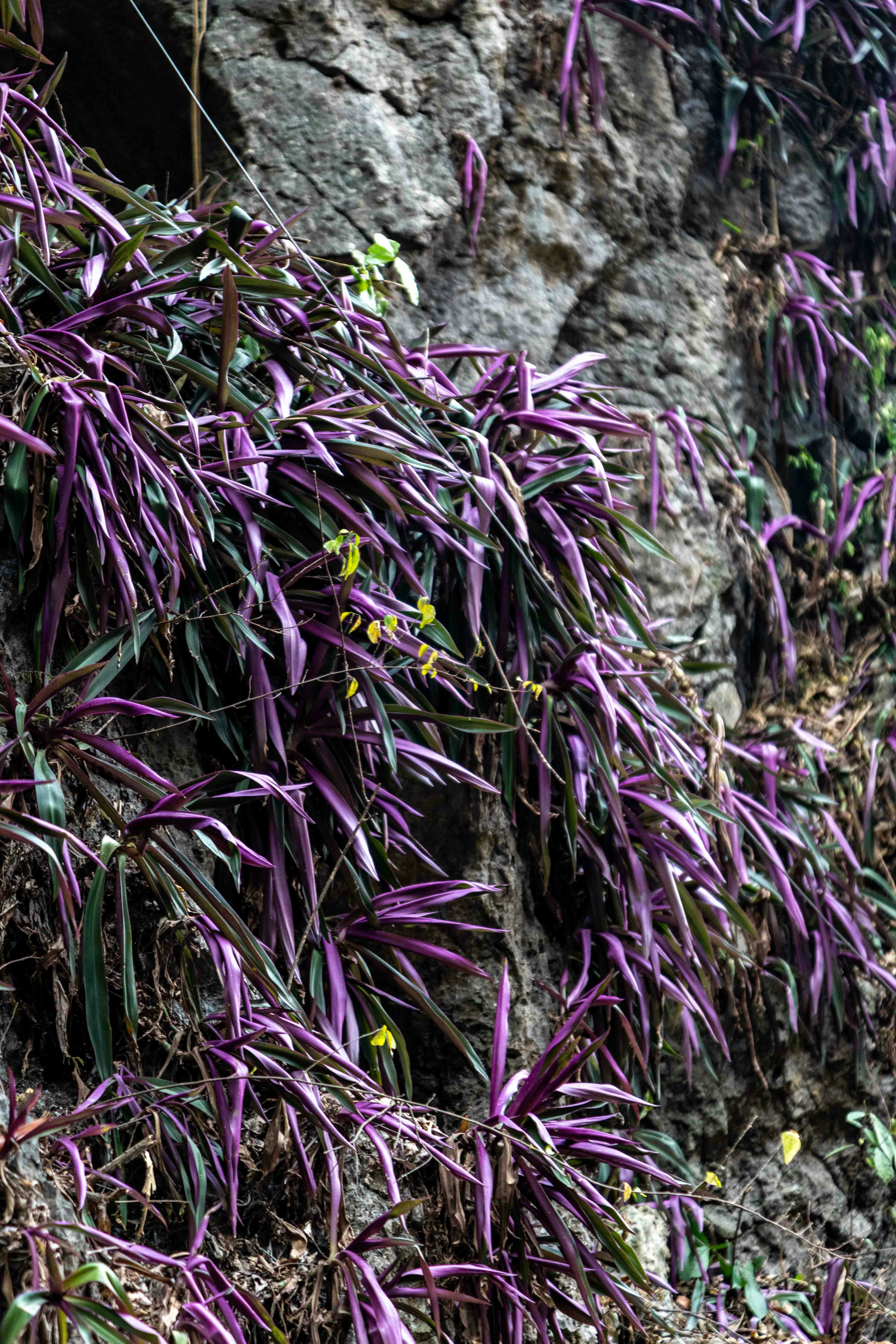 Purple Ribboned Vines cling to a rugged rocky wall
