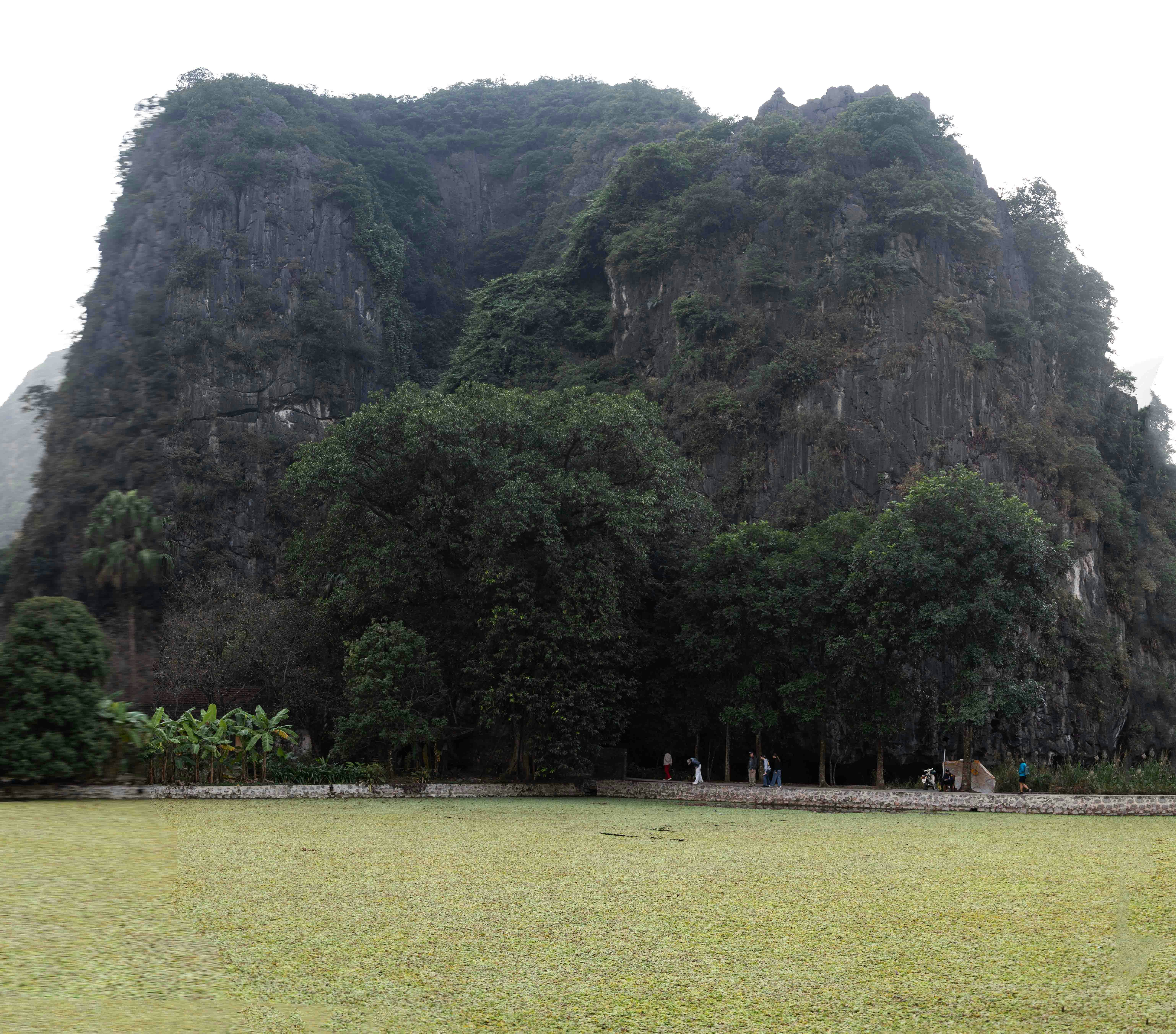 Limestone Monoliths Framed by a Banyan-crest Green Wall
