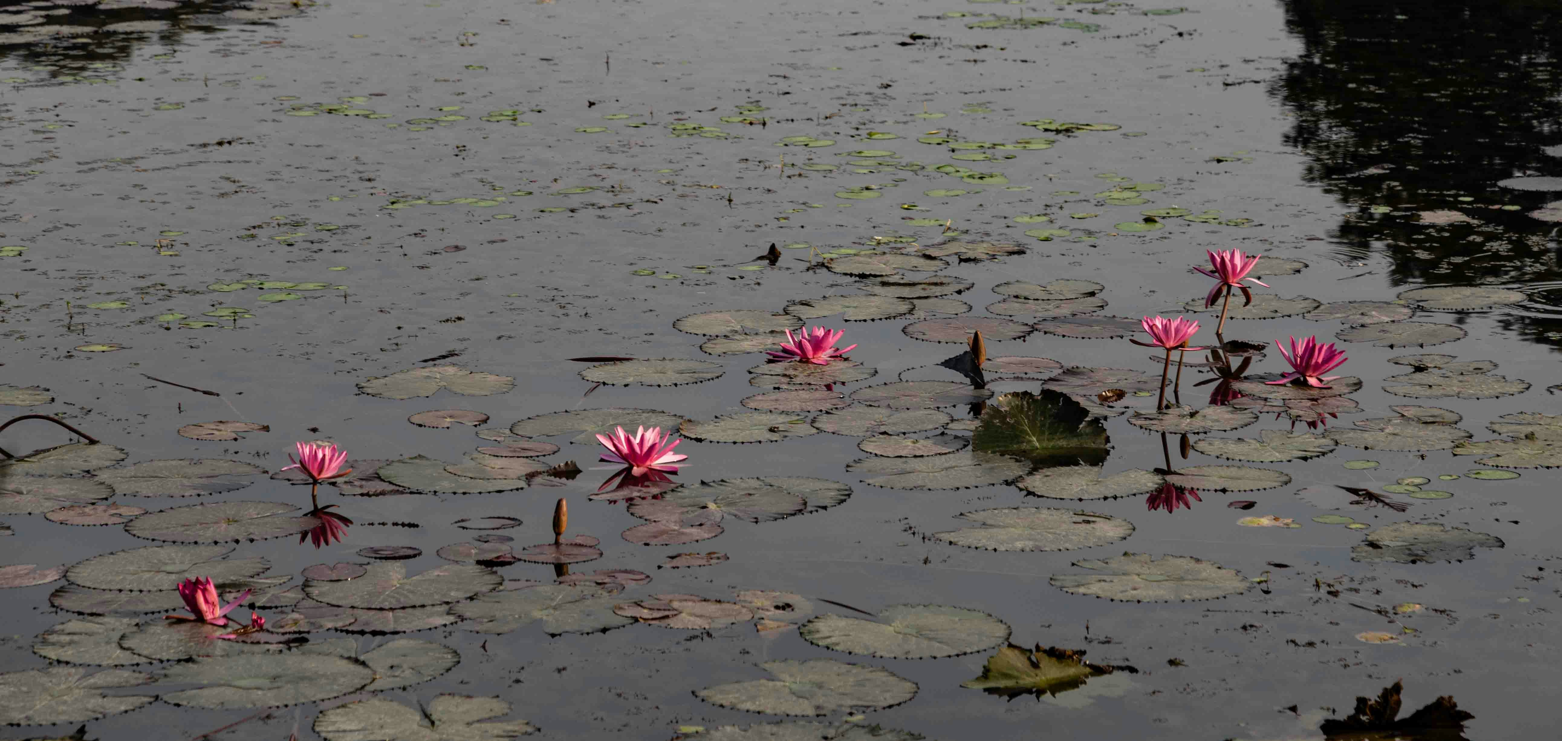 Pink Water Lilies Drifting Across a Quiet Pond