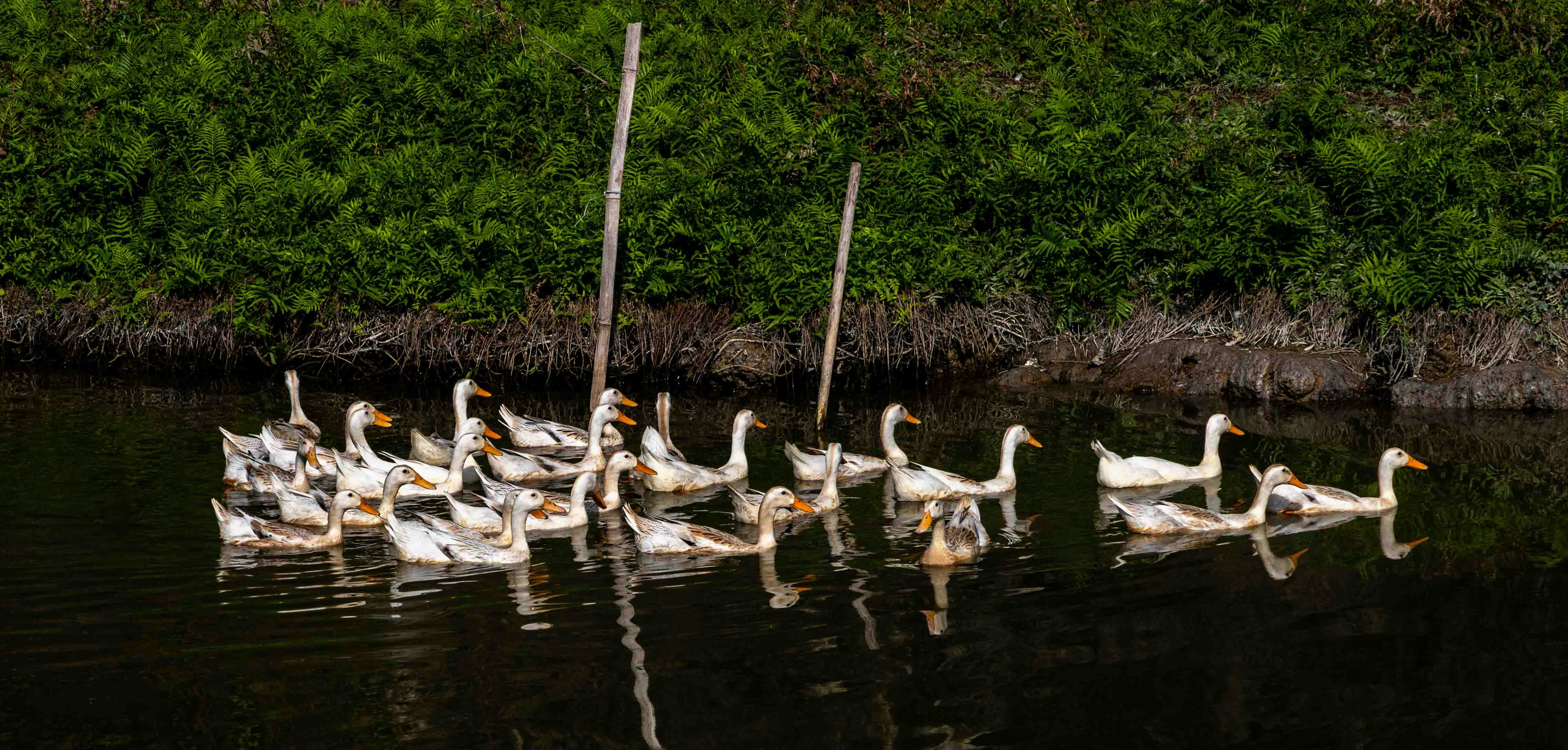 Geese in a Riverside Corridor