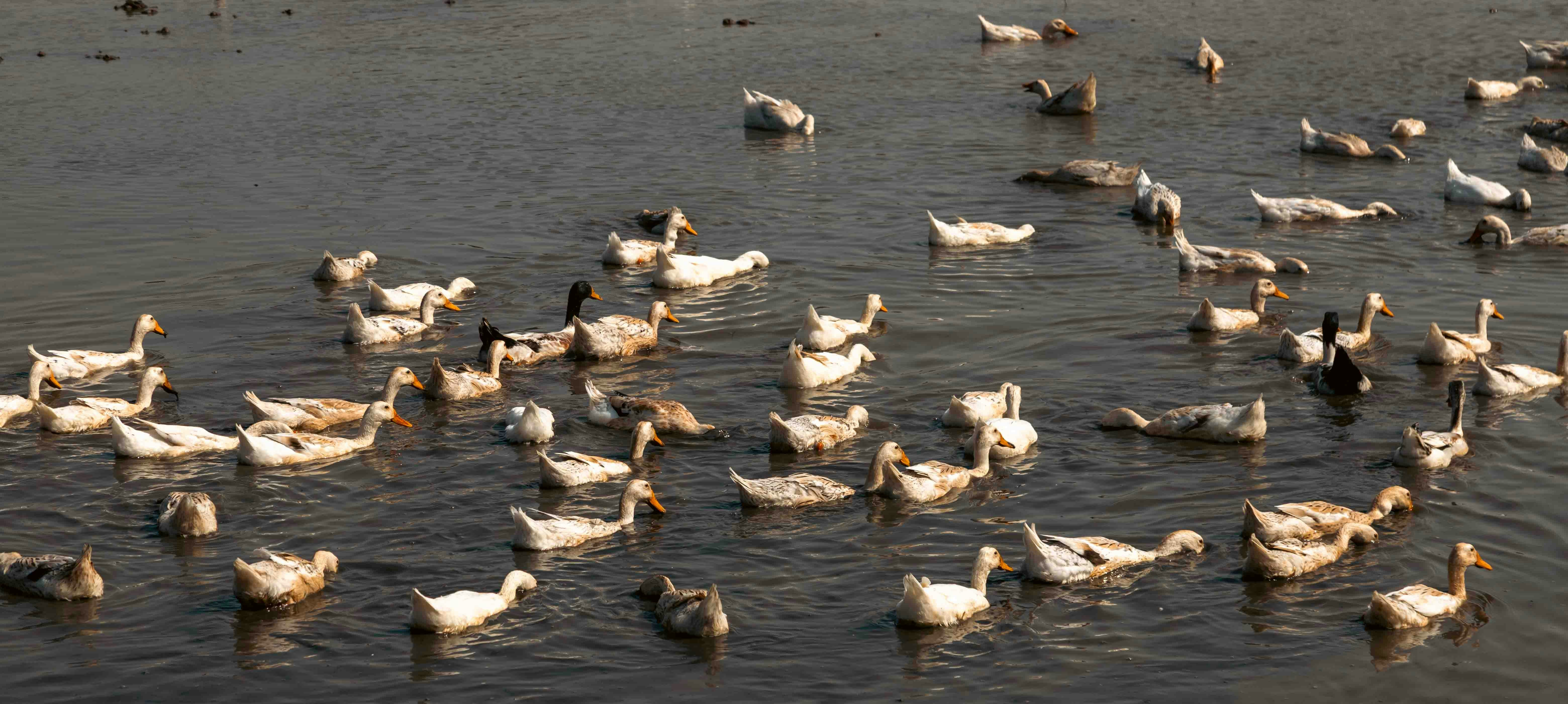 Flotilla of White Ducks on Quiet Water