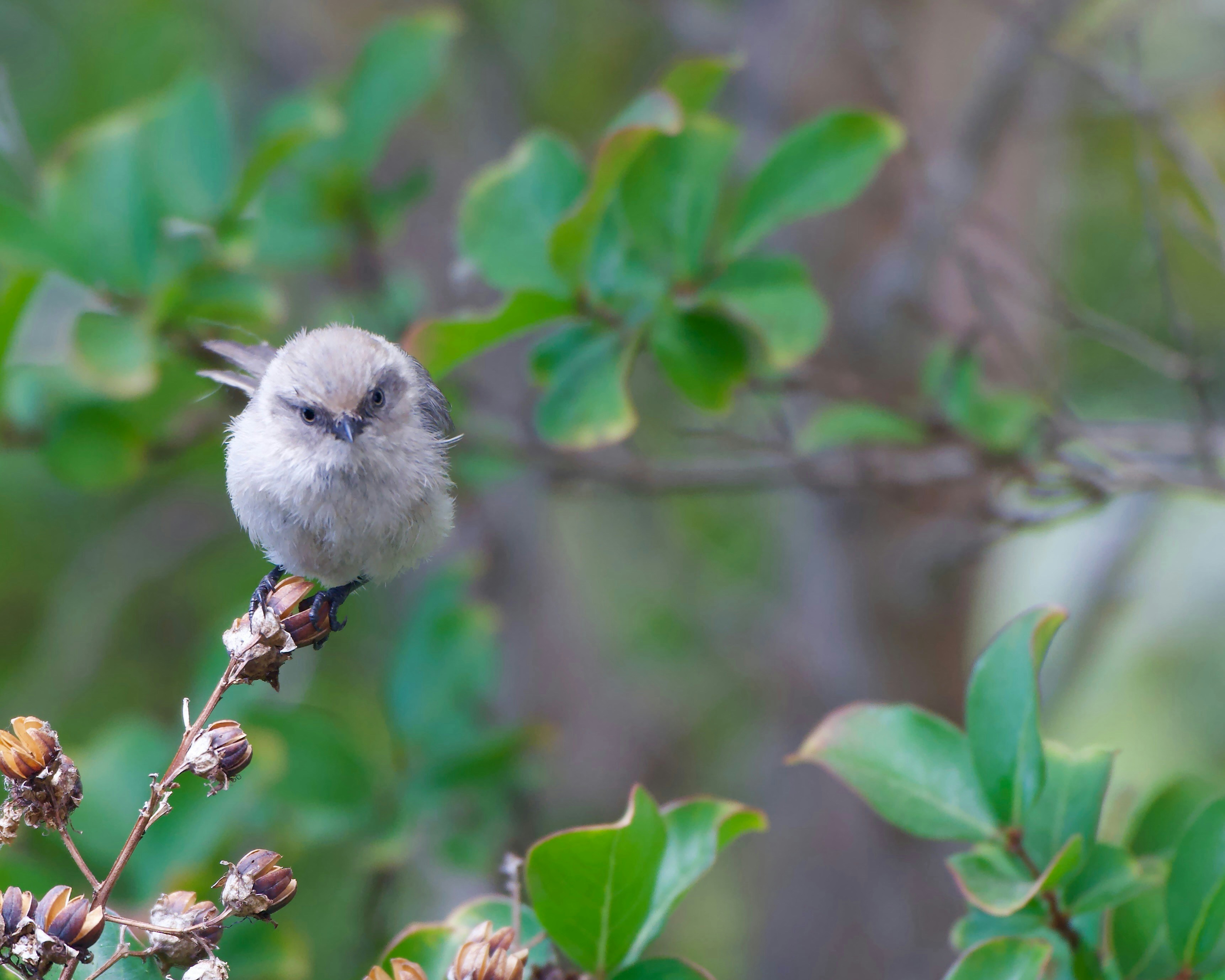 Perched Willow Warbler: Soft Portrait in Green Garden