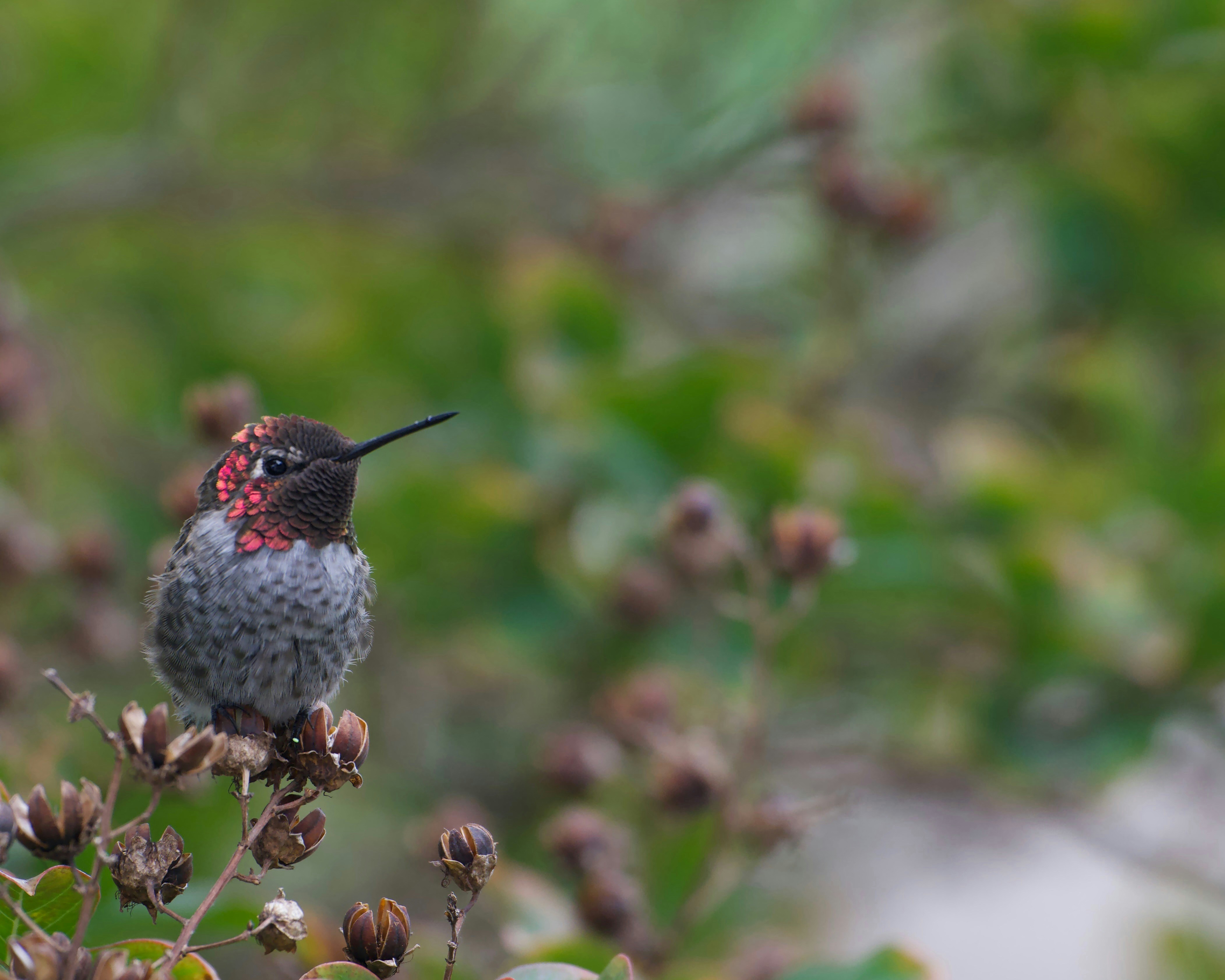 Hummingbird Oneshot: Scarlet Throat in Soft Focus Green