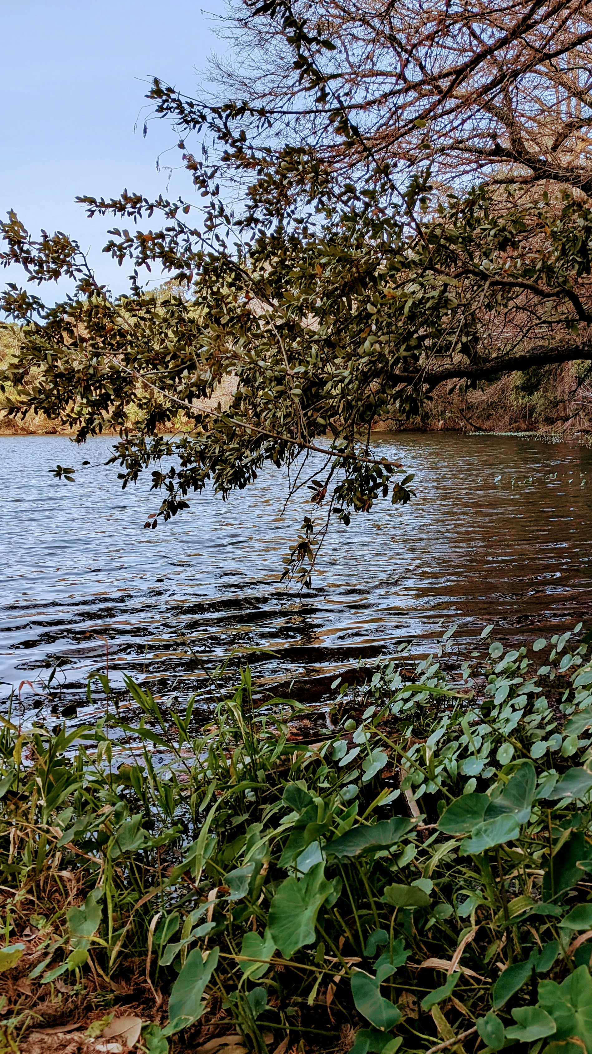 Lush green plants grow by a tranquil lake.