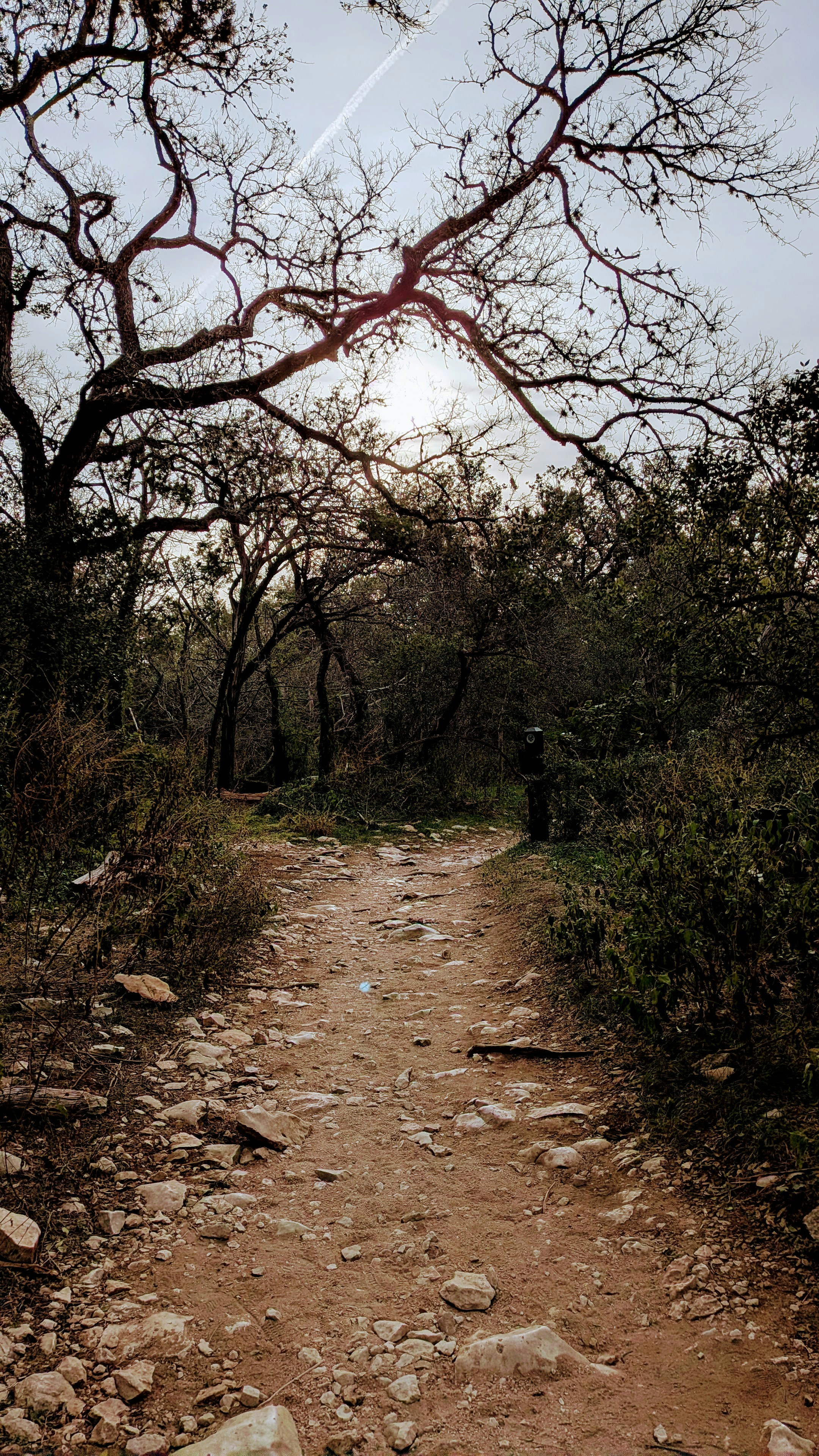 A dirt path winds through a forest with bare trees.