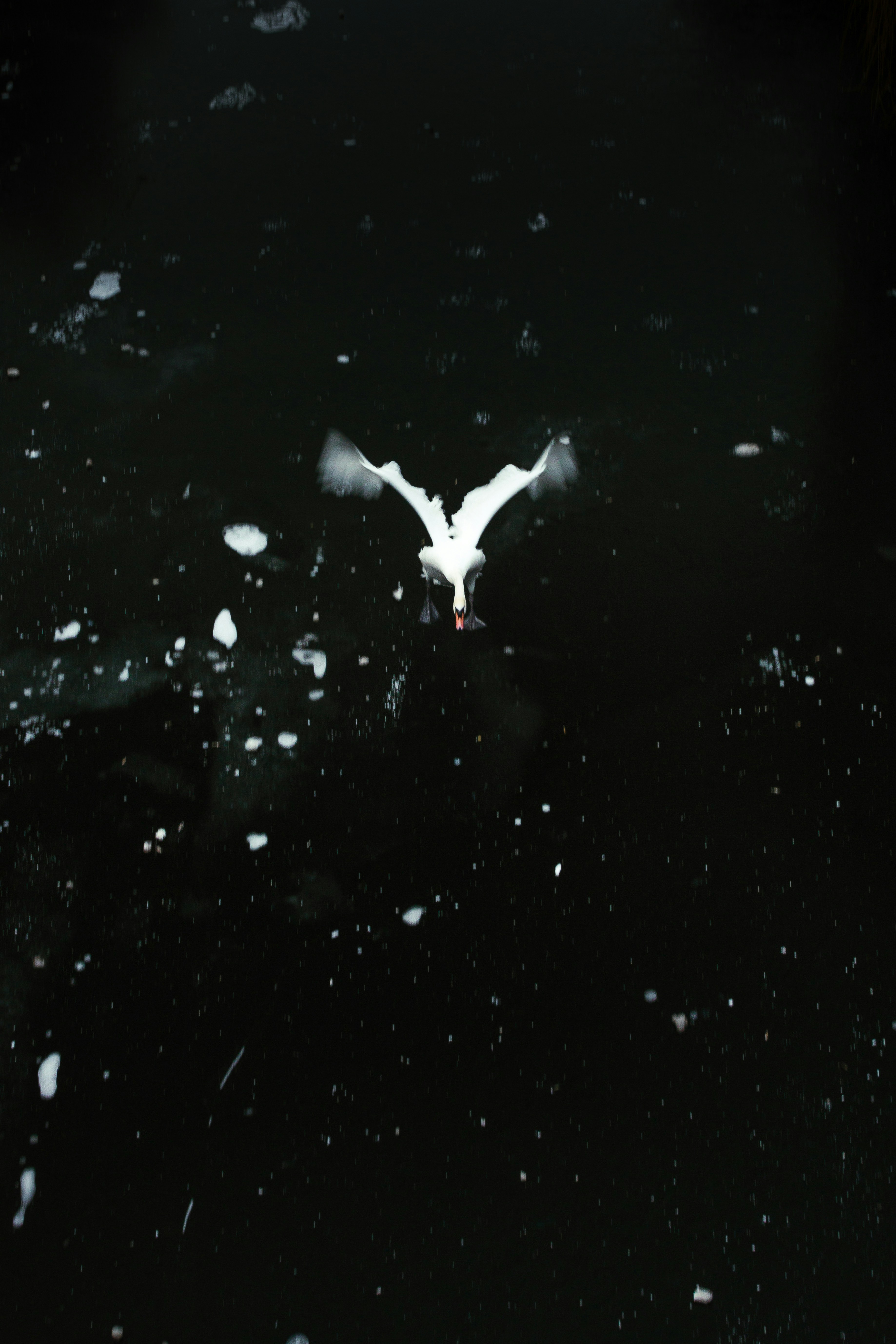 Midair White Seabird in a Night Snowfall