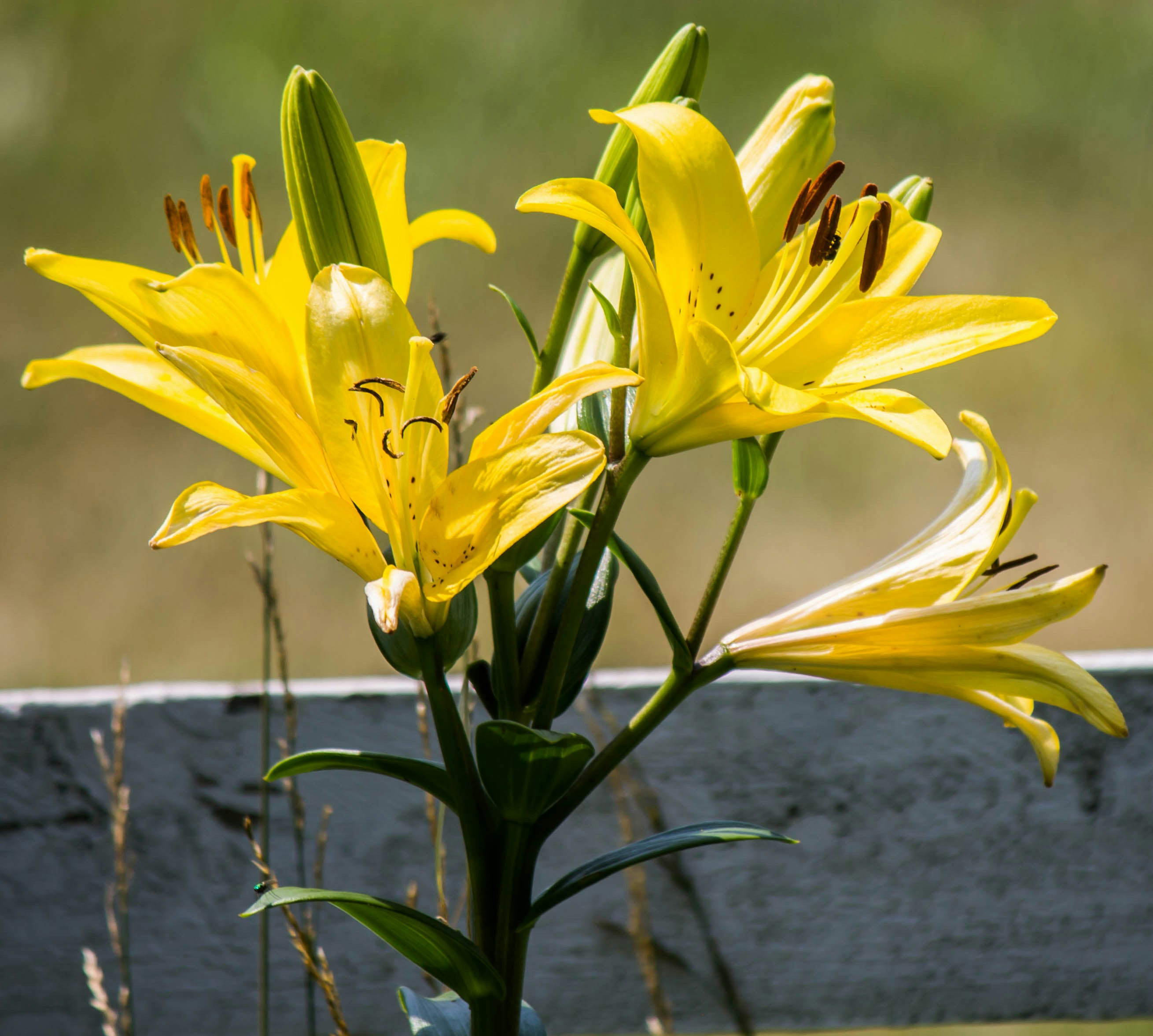 Yellow Lily Burst Over a Weathered Fence