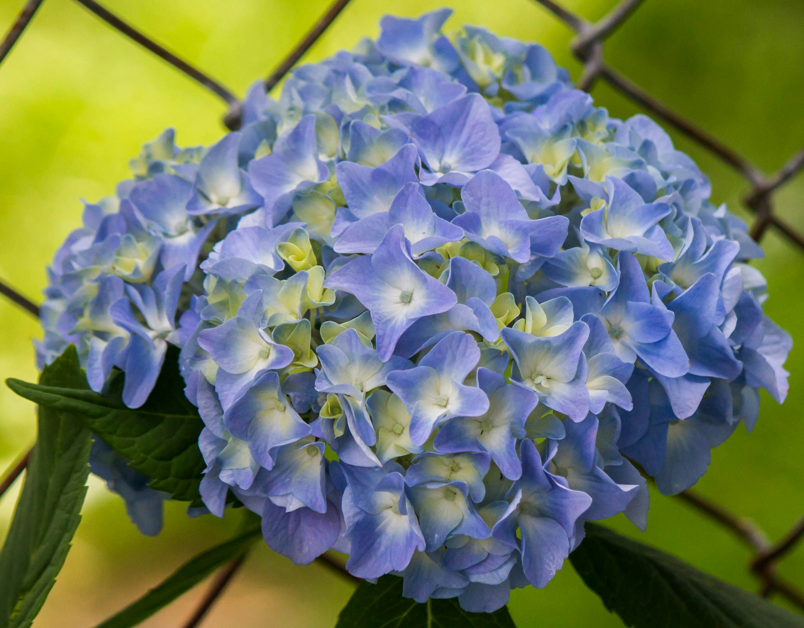 Blue Hydrangea Crown Against Chain-Link Backdrop