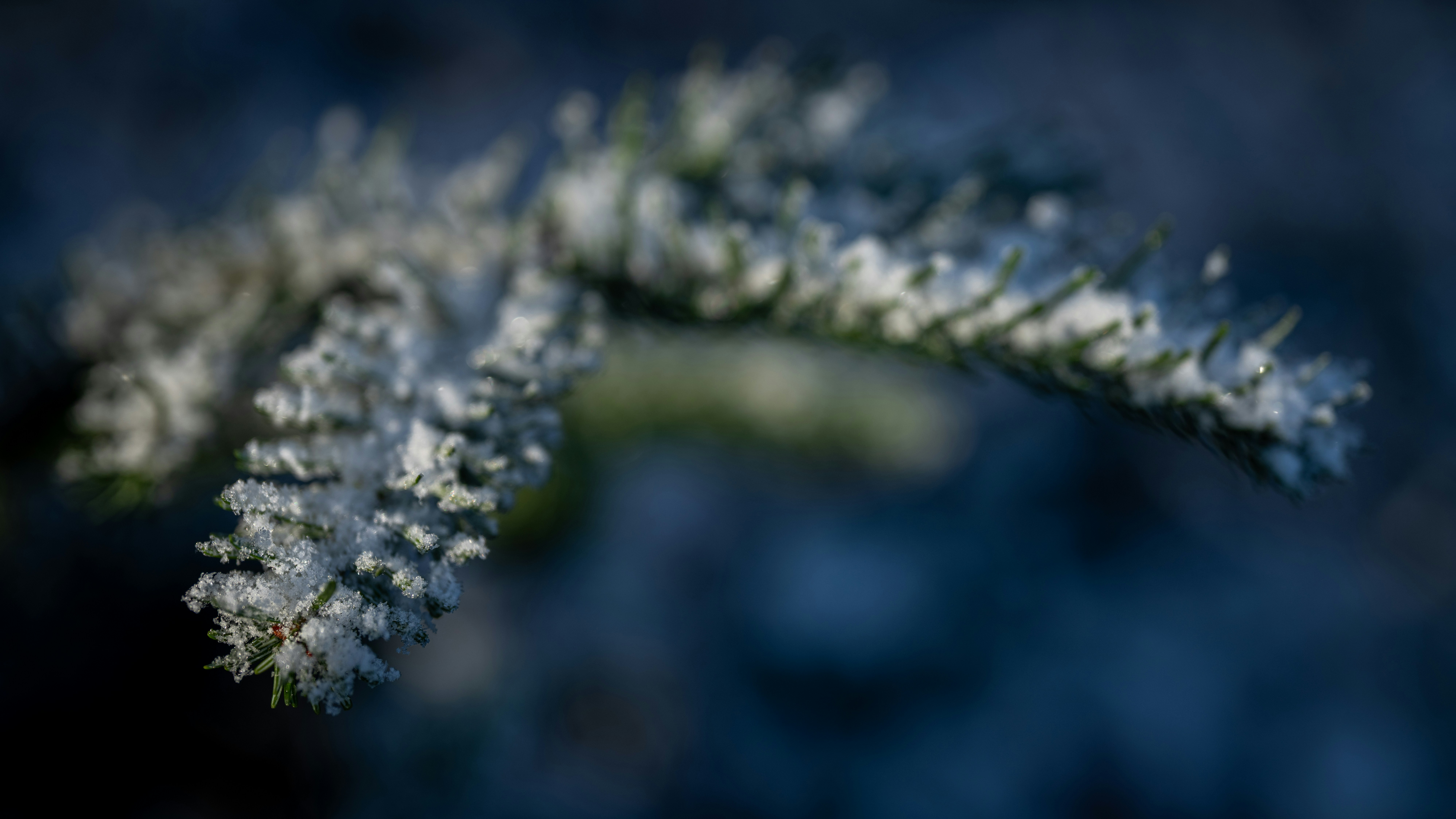 Frosted Iridescence: A Frosted Needlescape in Low Light