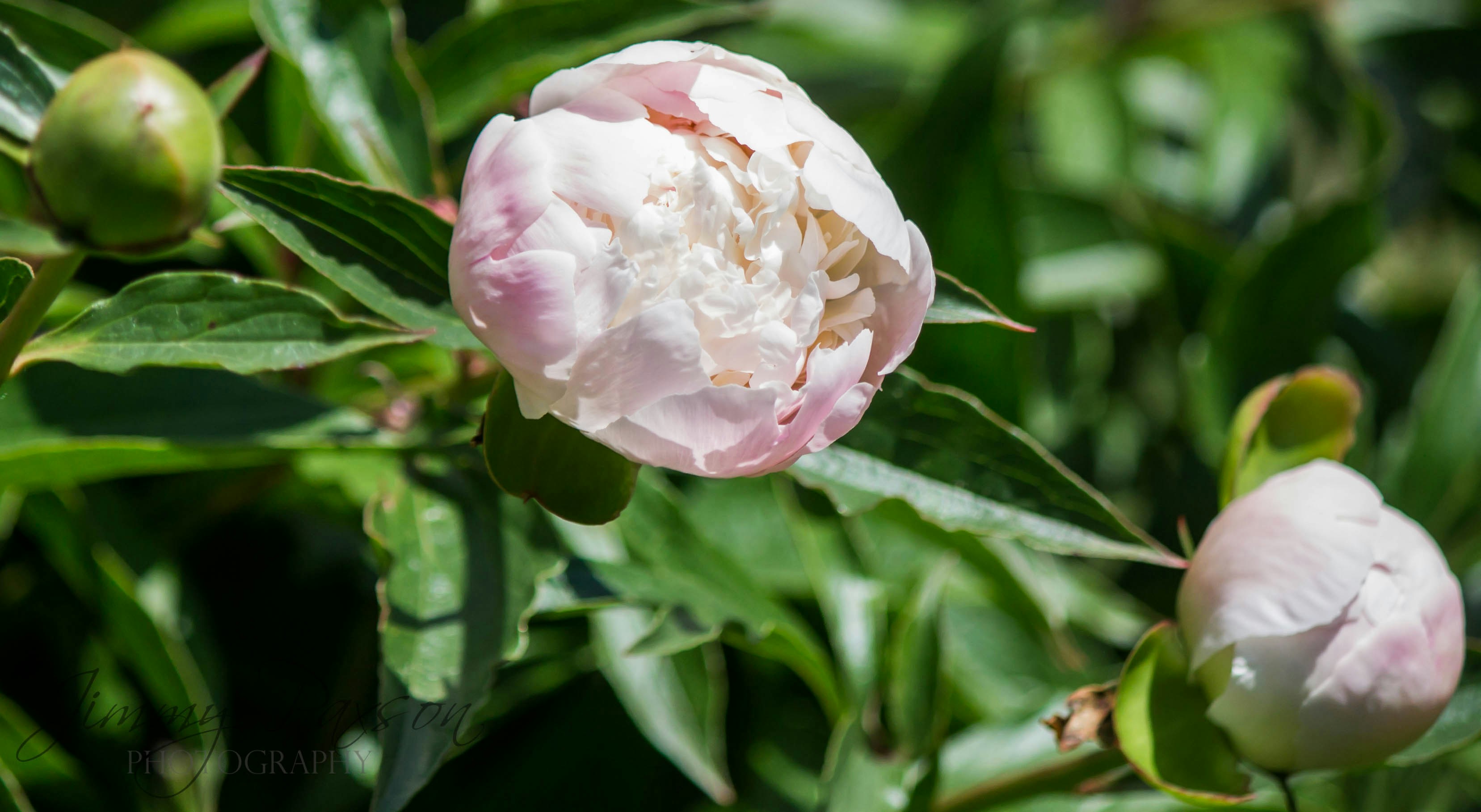 Soft-petal Bloom at the Garden Edge