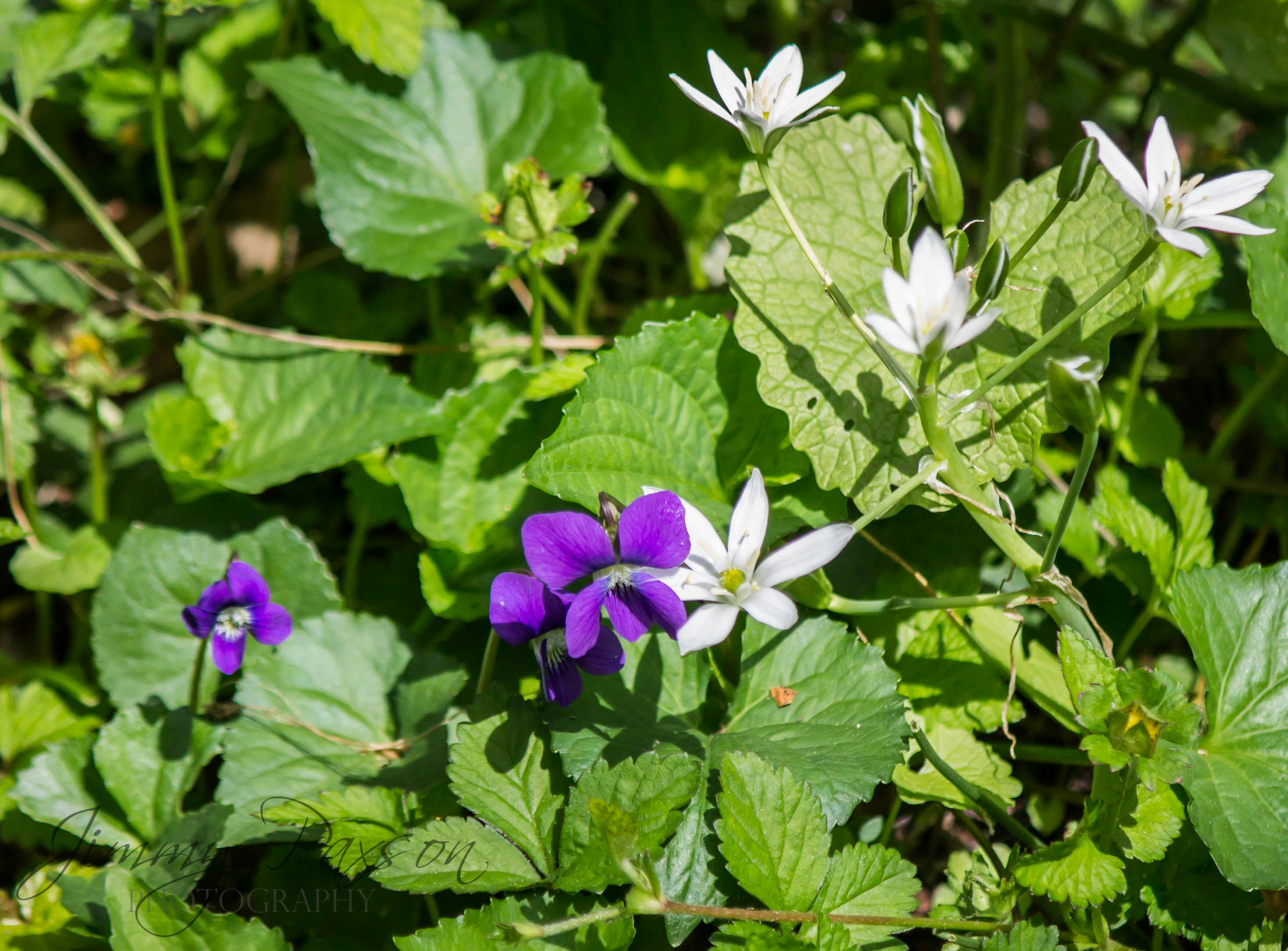 Purple Violet Among Green Leaves Under Sunlit Garden Canopy
