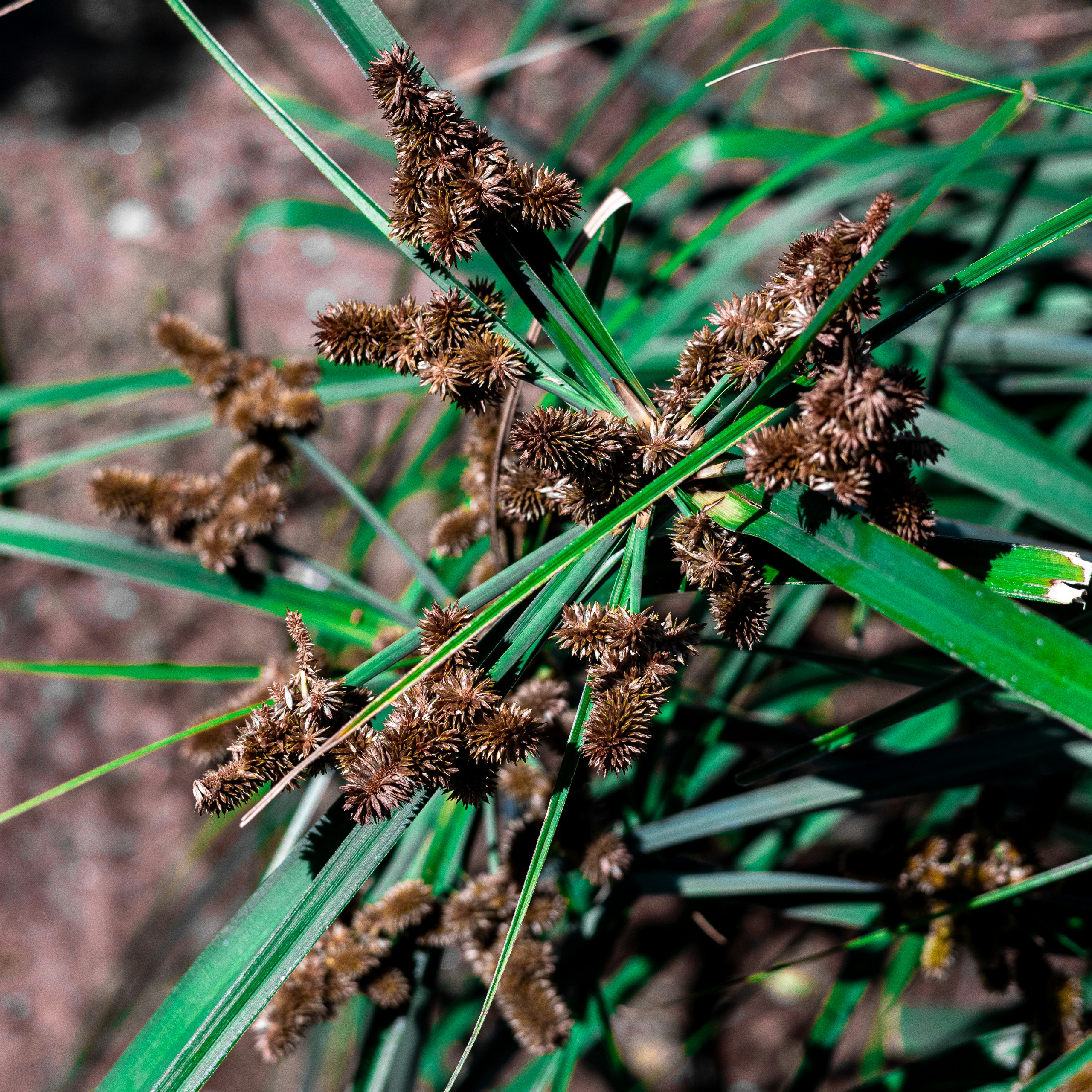 Brown Seed Heads Among Green Blades: Micro Habitat Close-Up