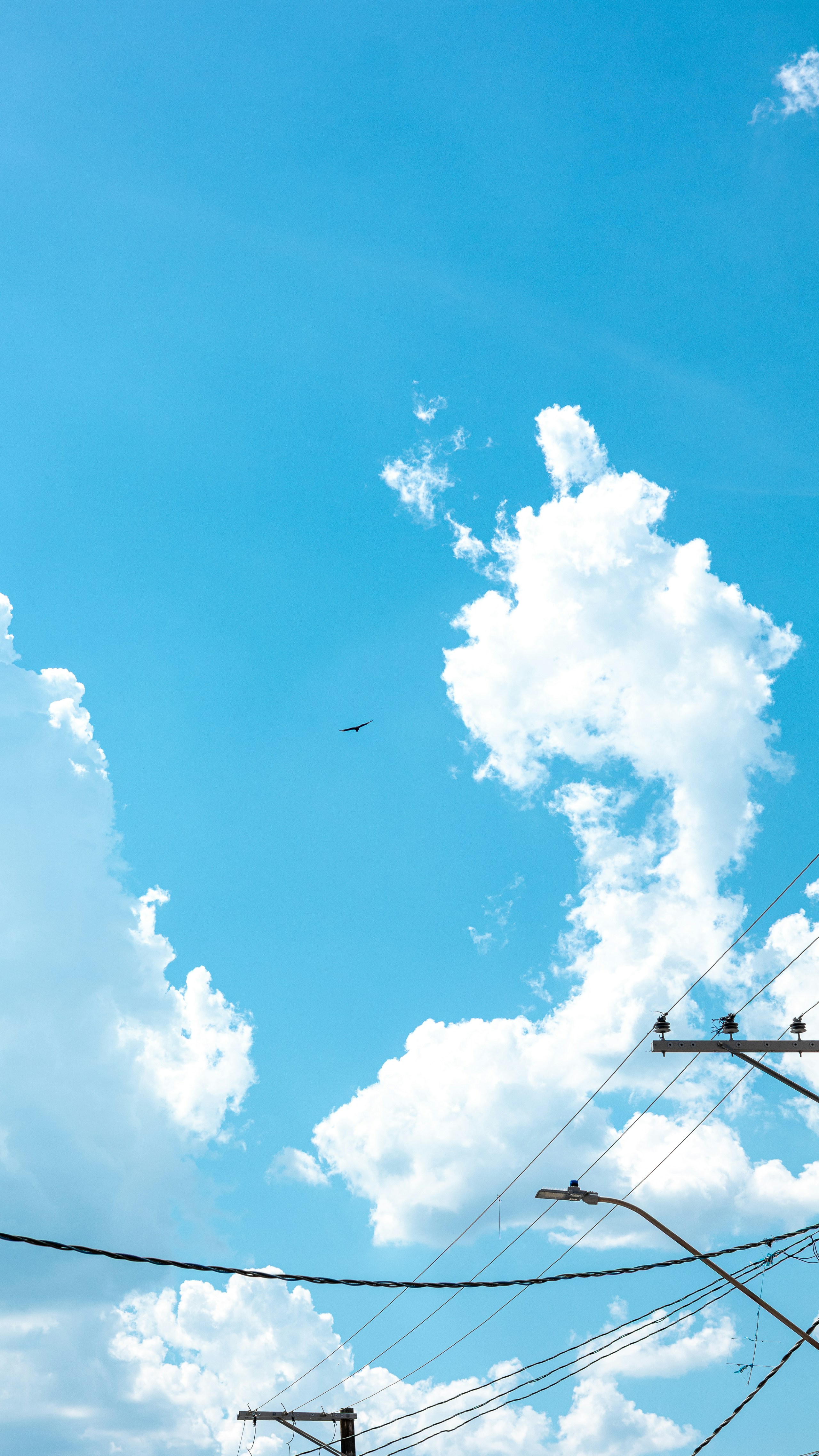 Skyward Lines: A lone bird against a cathedral blue sky