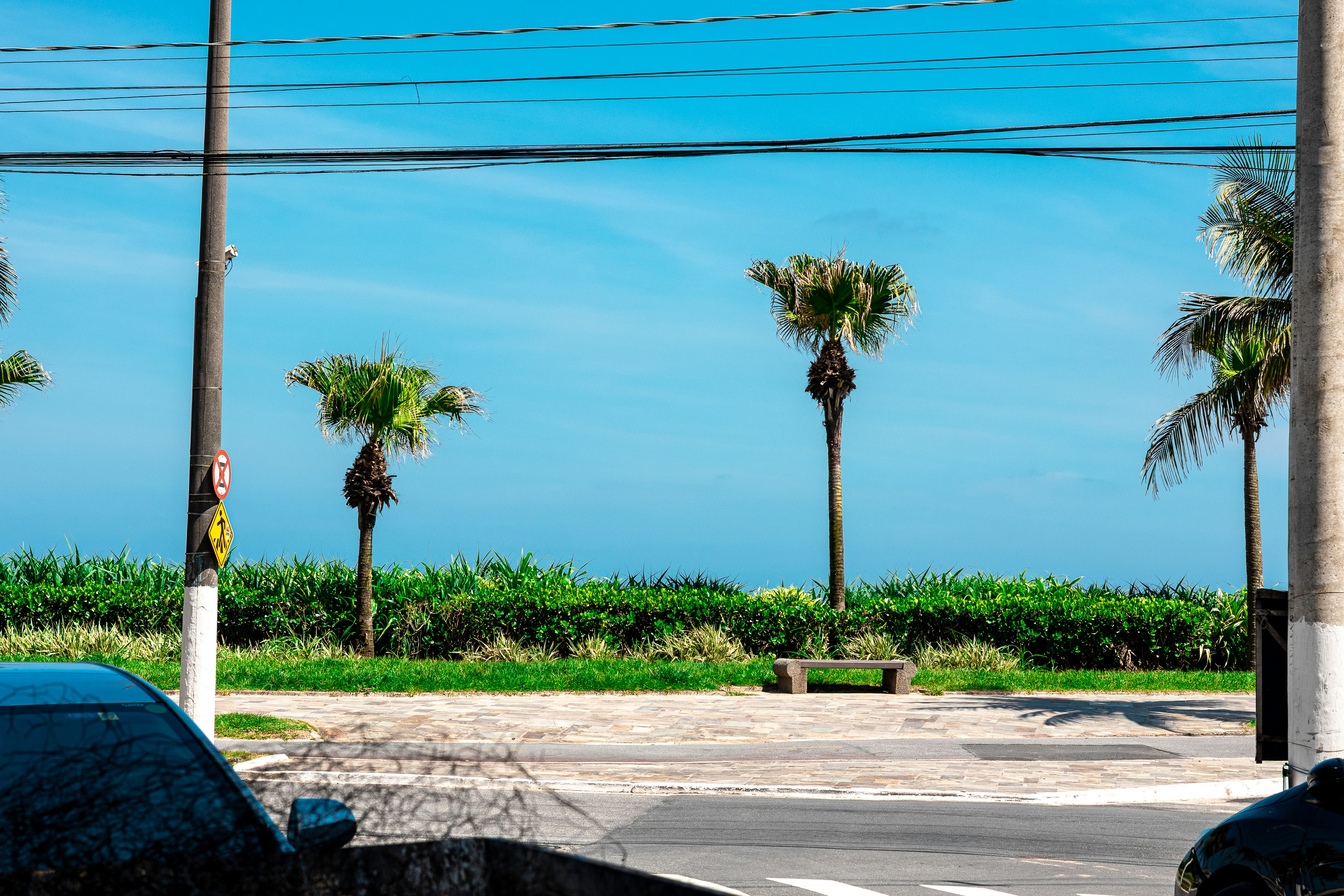 Palm Row by the Ocean Avenue