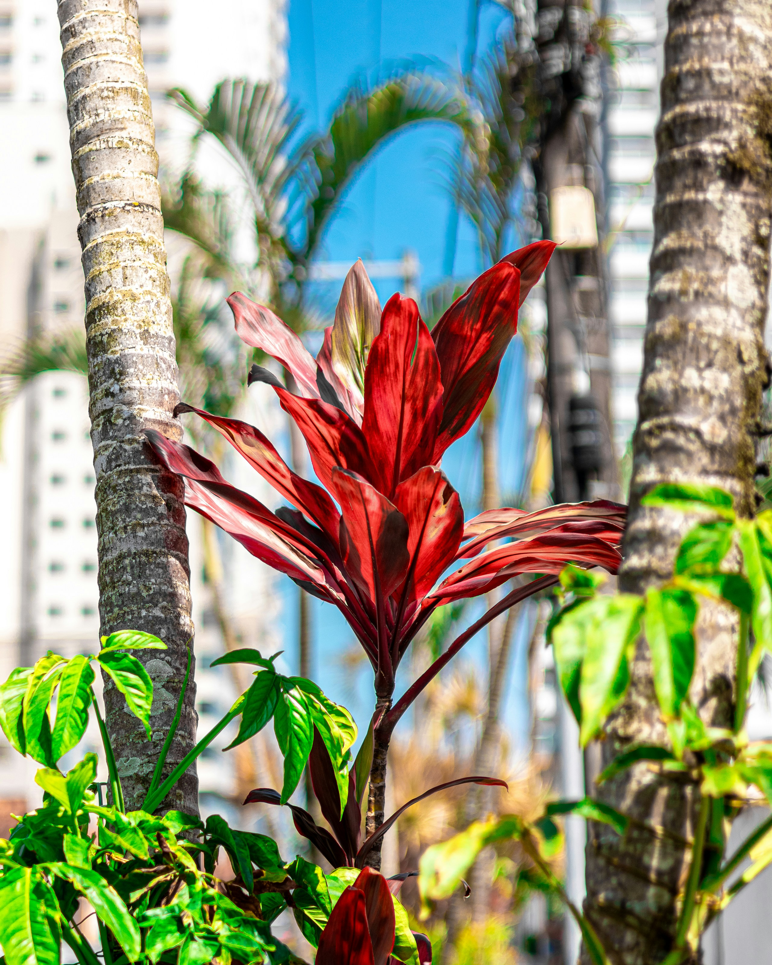 Crimson Tropical Foliage Rising in Urban Light