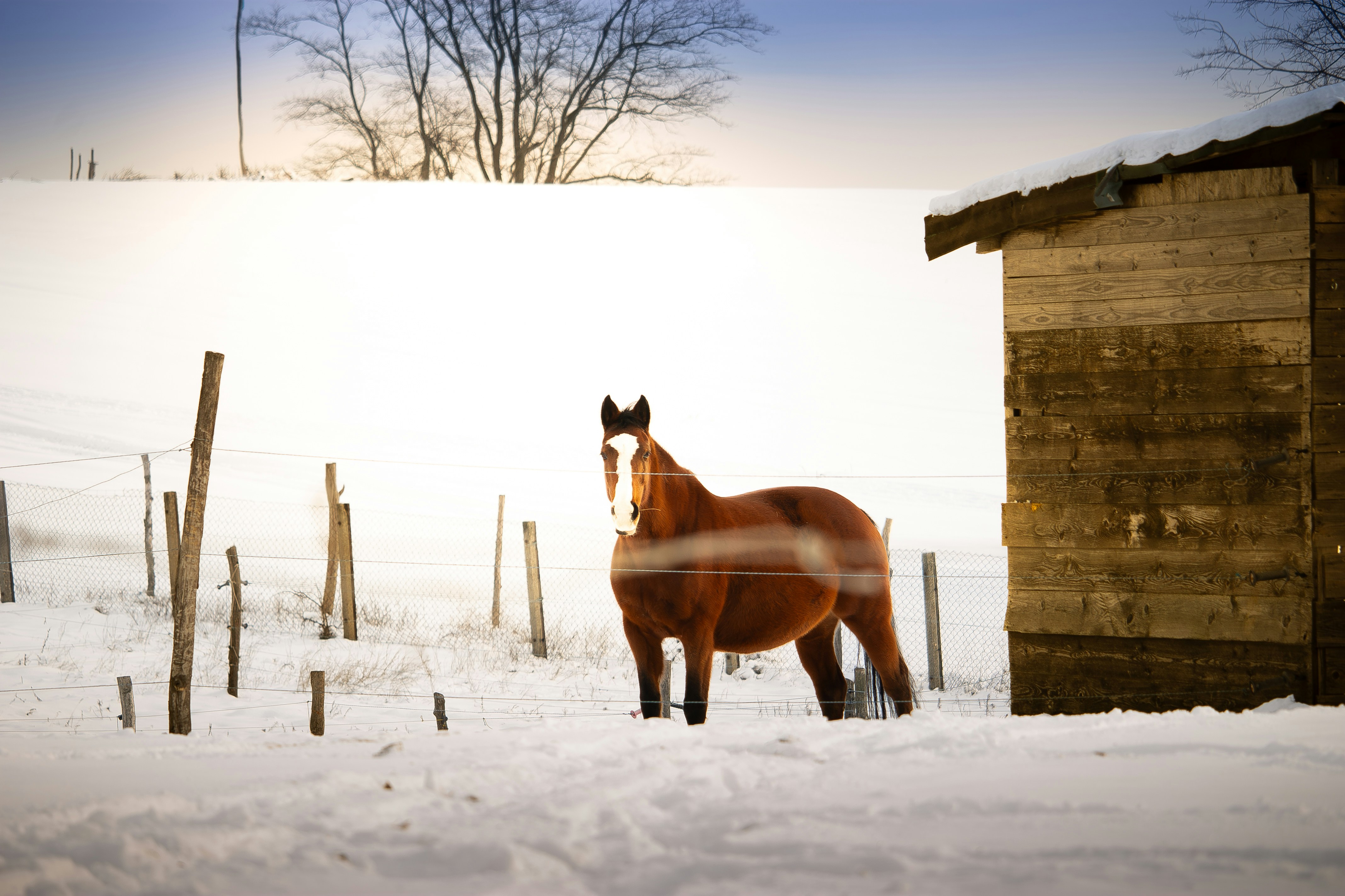 Snowbound Outpost: A Horse Pauses by the Wooden Shed