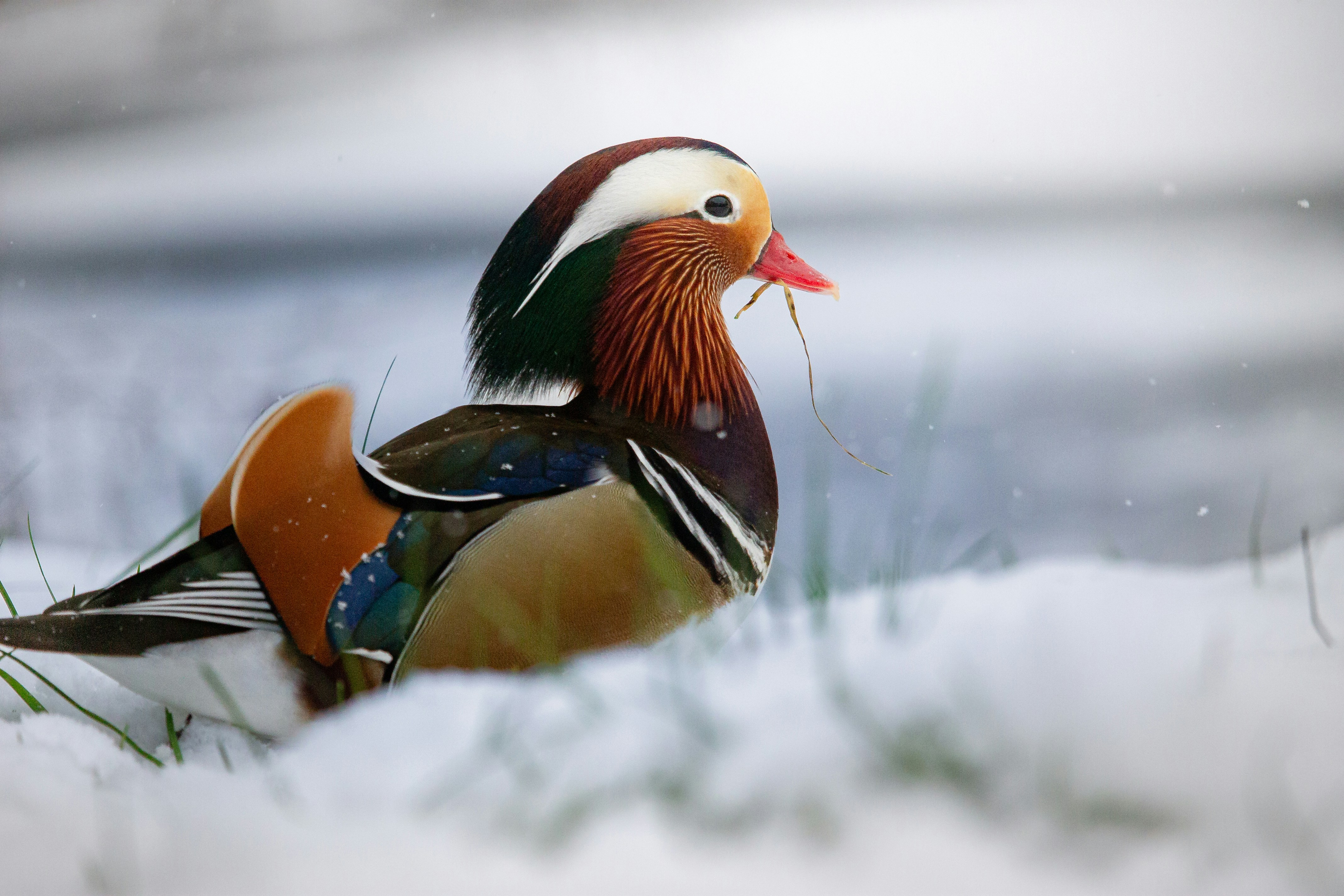 Emerald Spotlight: Mandarin Duck in Snow-Dusted Marsh