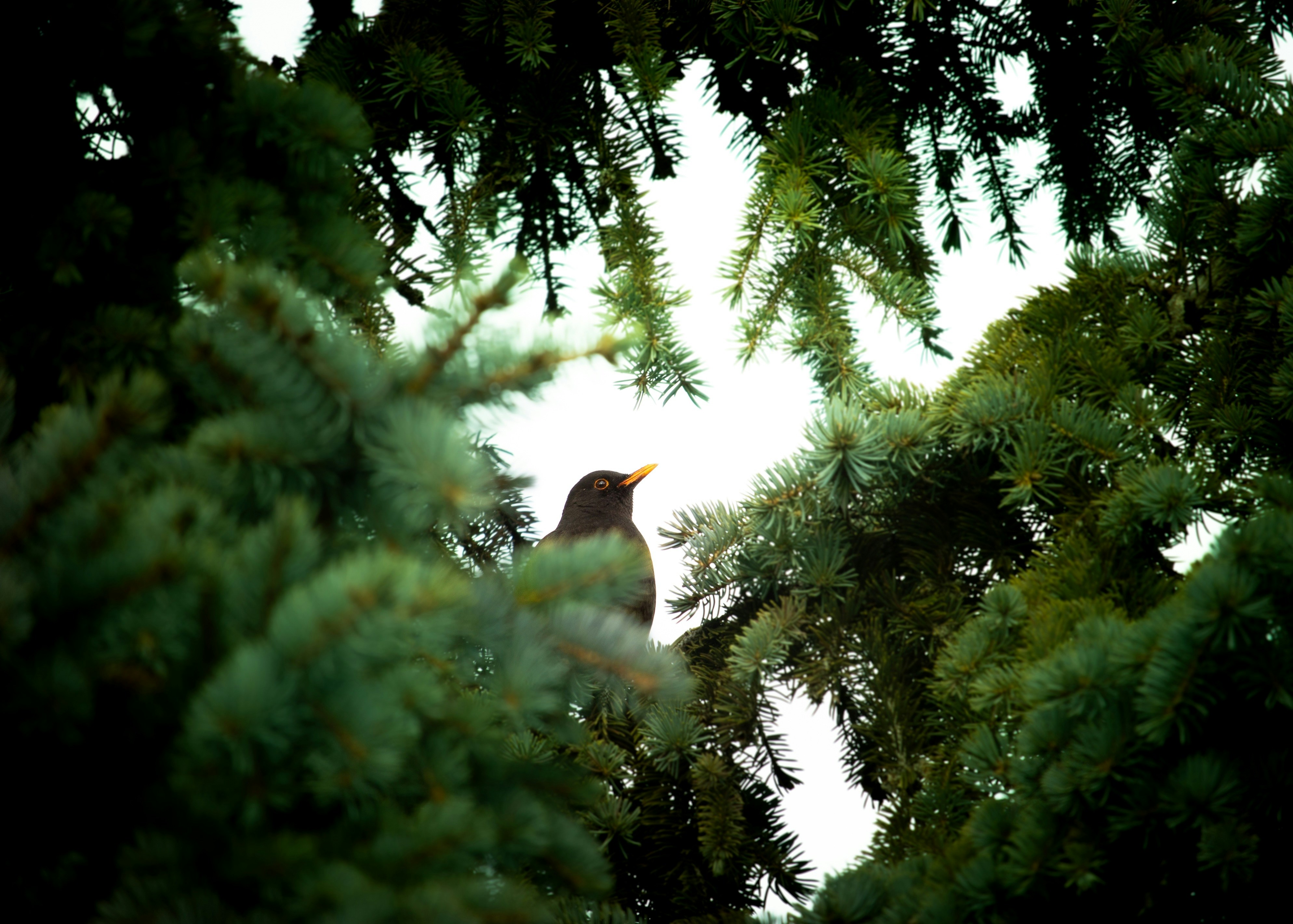 A Songrise Amid Evergreen