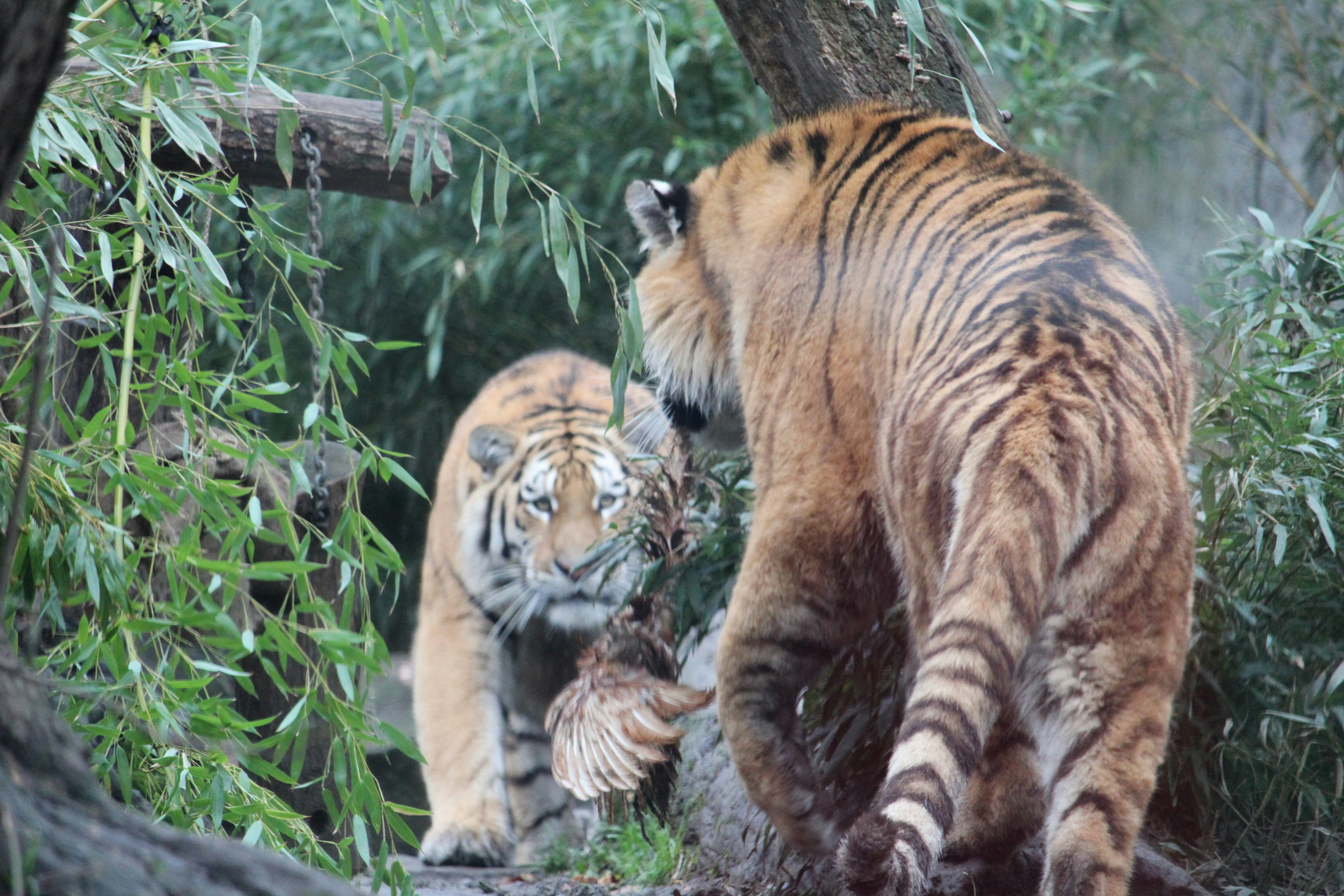 Mother Tiger Guards Her Cub in a Dense Green Thicket