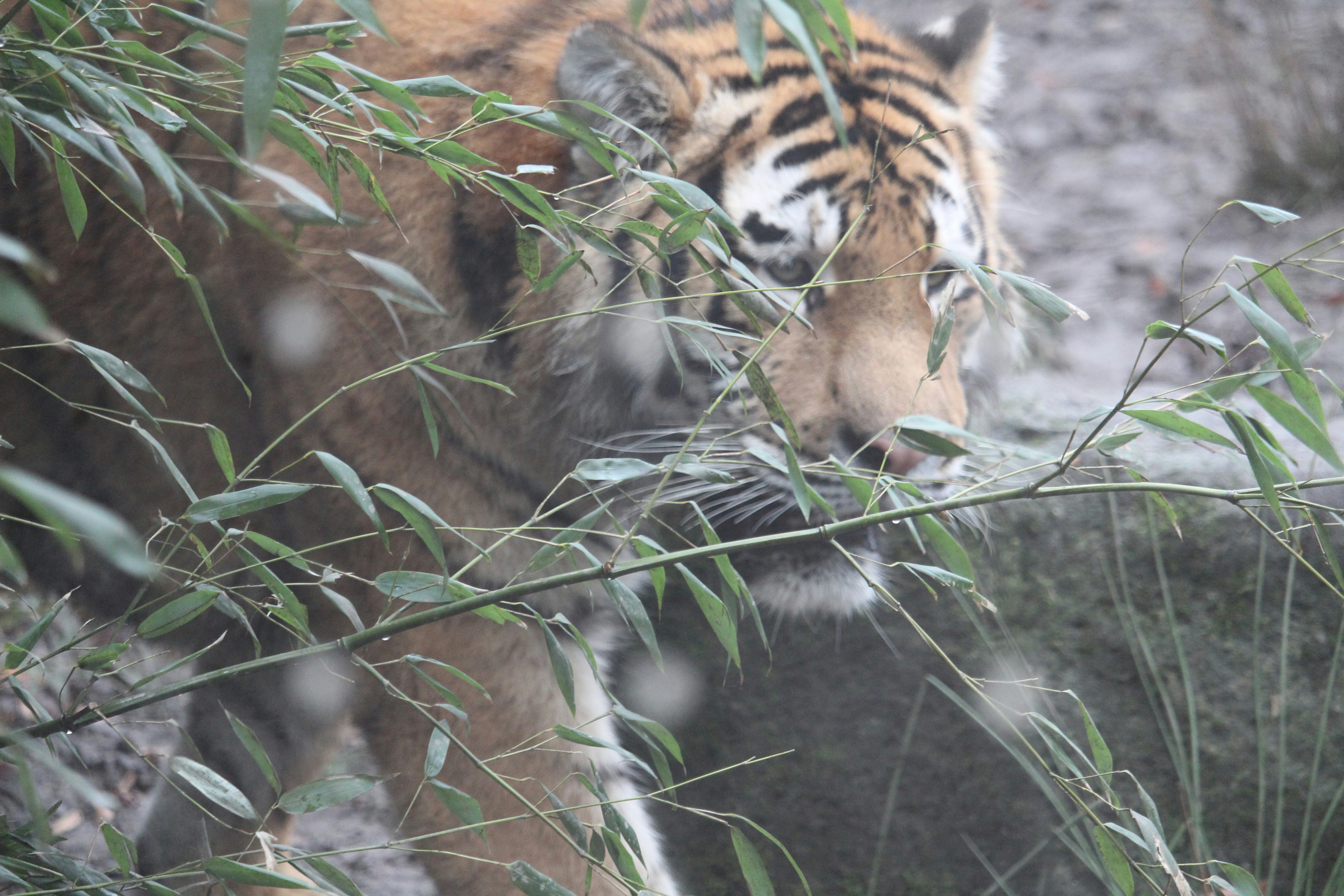 Hidden Hunter: A Tiger Partly Veiled by Bamboo