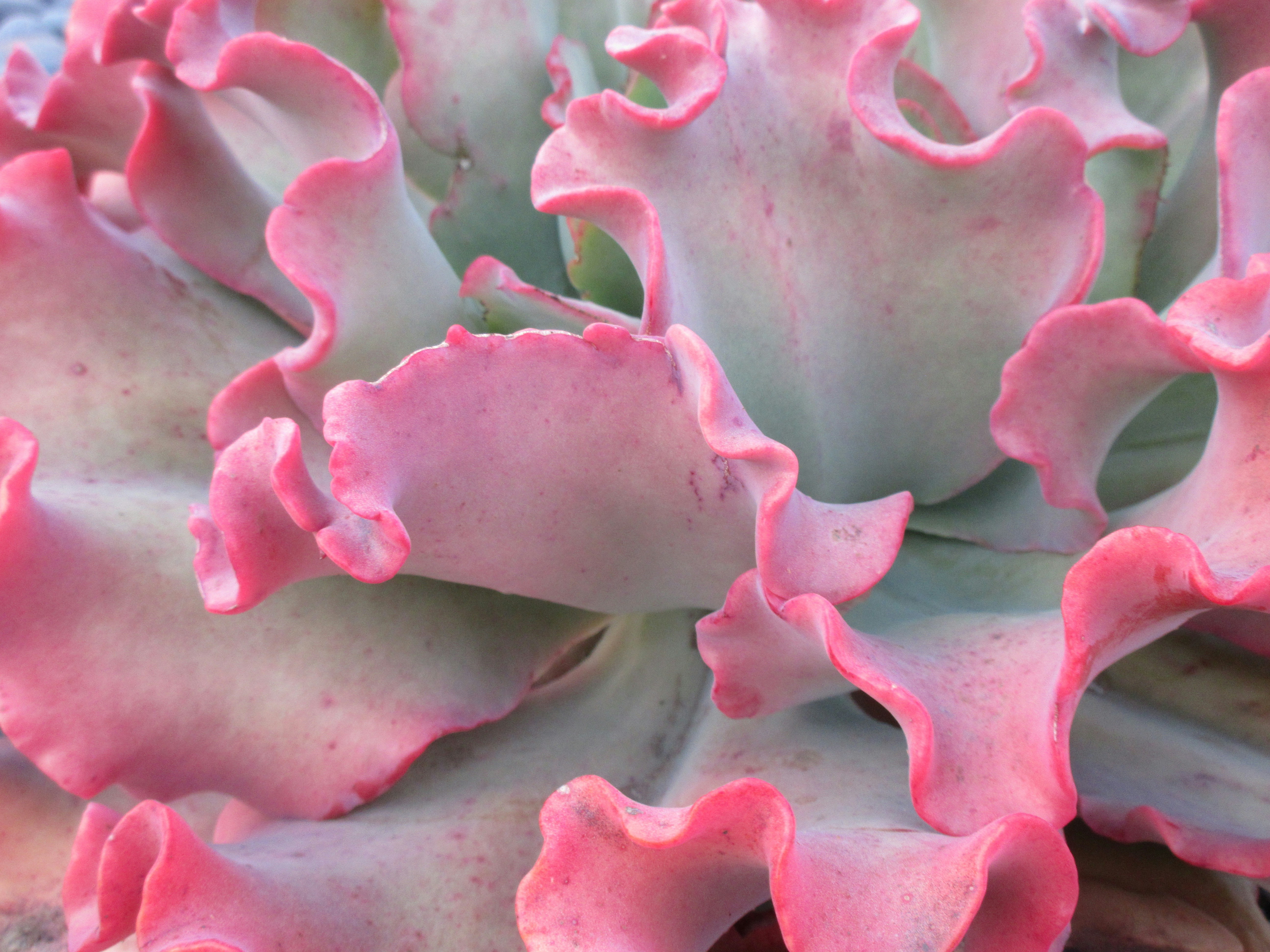 Close up of succulents.