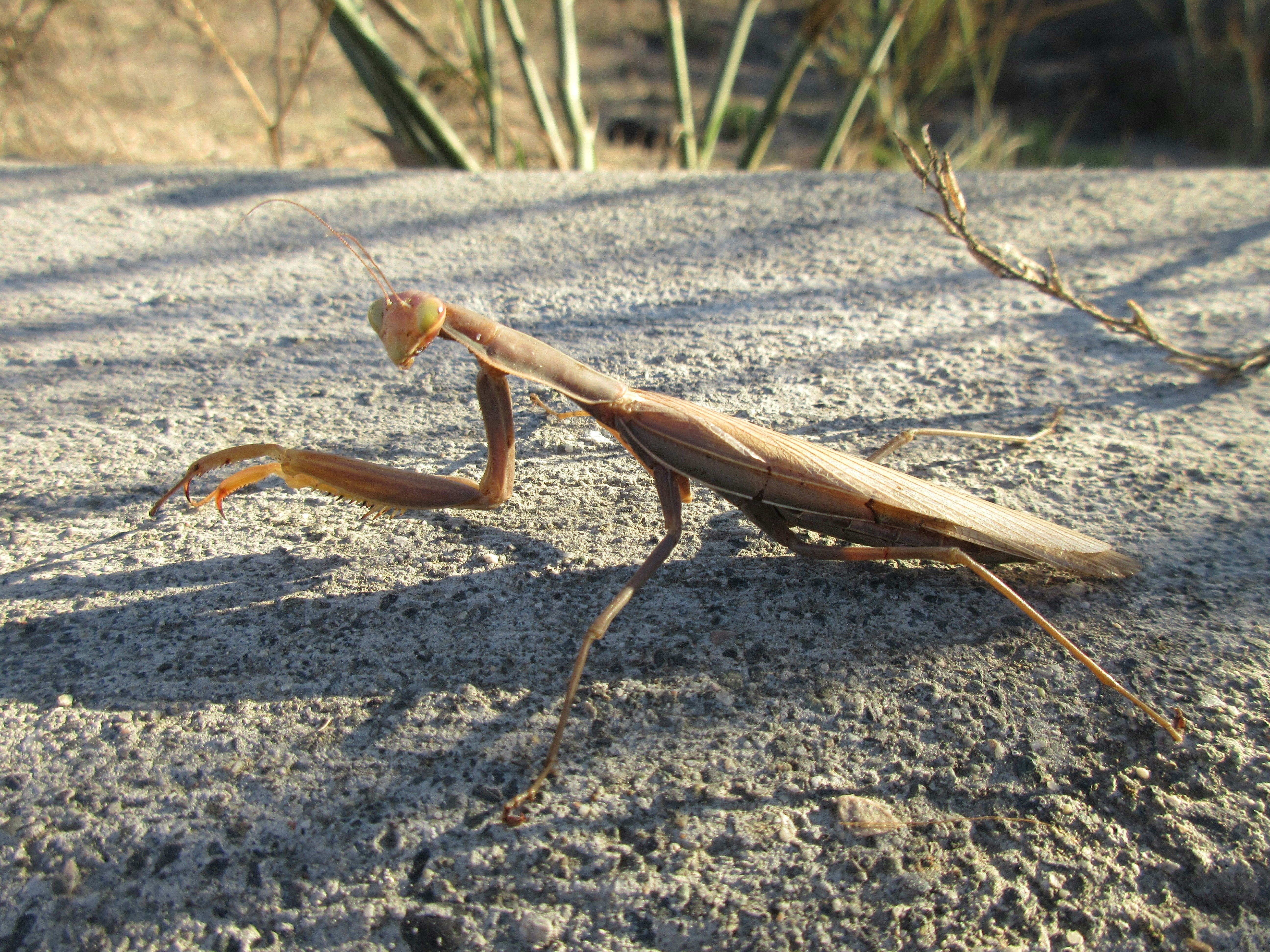 Canon PowerShot ELPH 360 HS Sample Shots