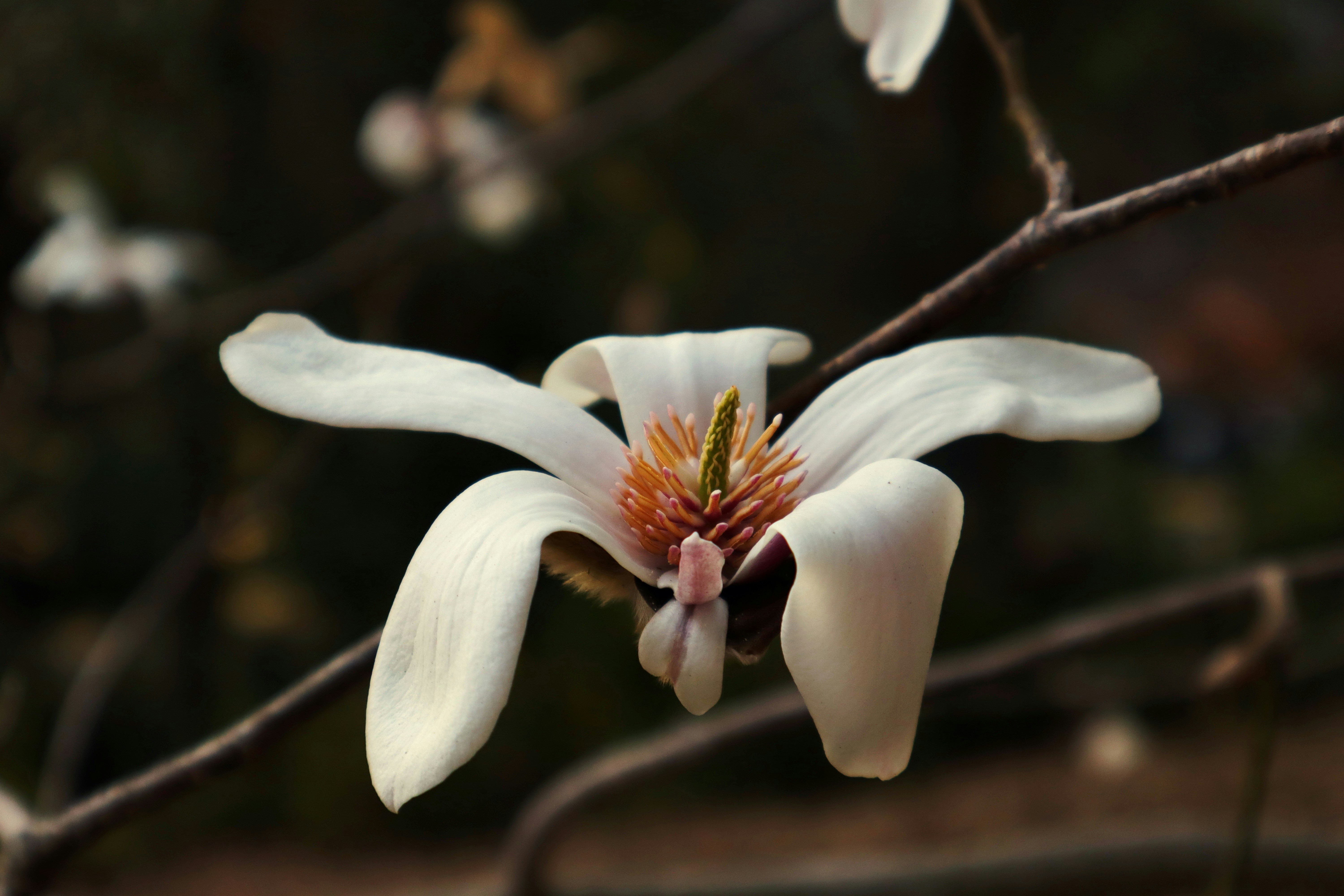Desaturated Magnolia Blossom Framed by Autumn Branches