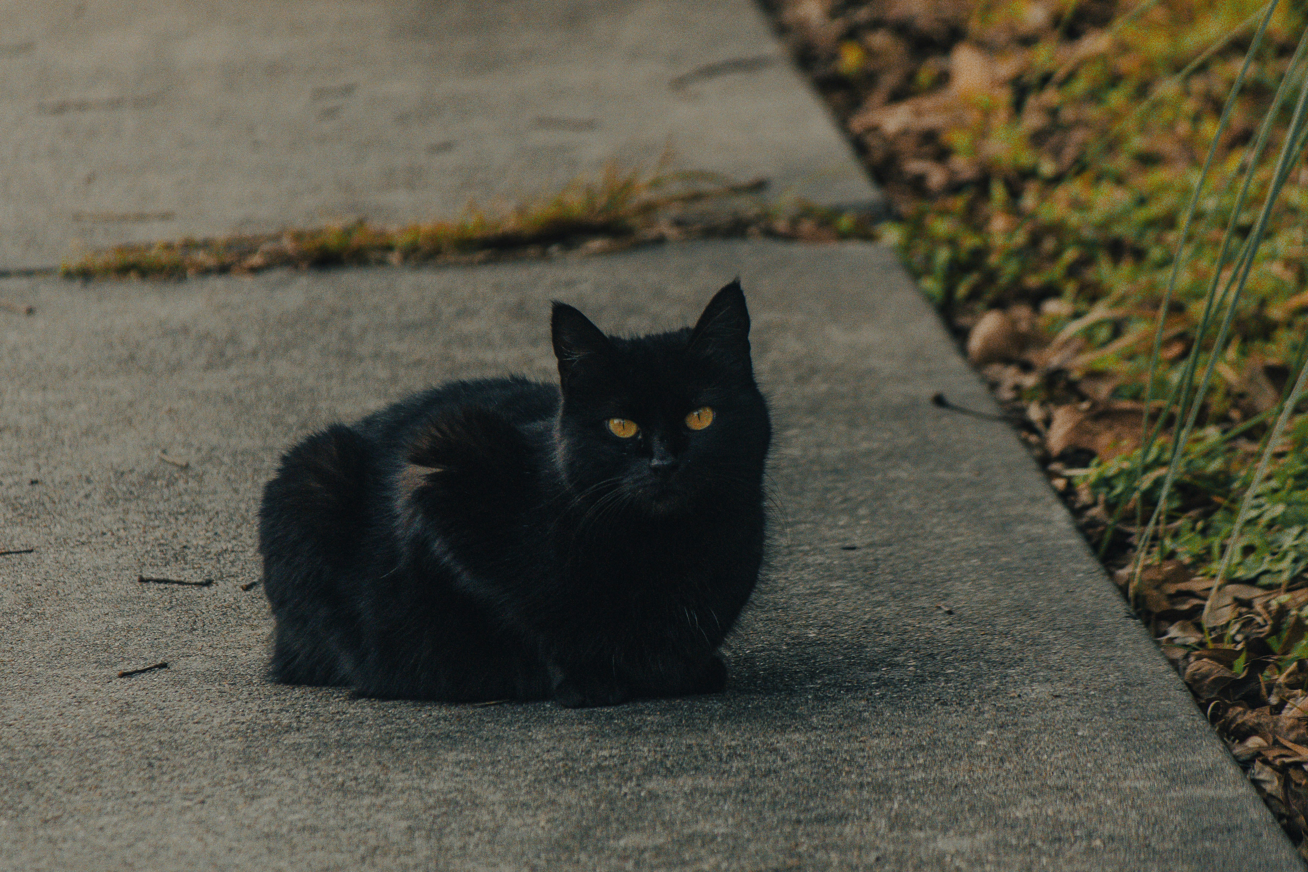 Midday Quiet: A Black Cat Lounges on a Concrete Path
