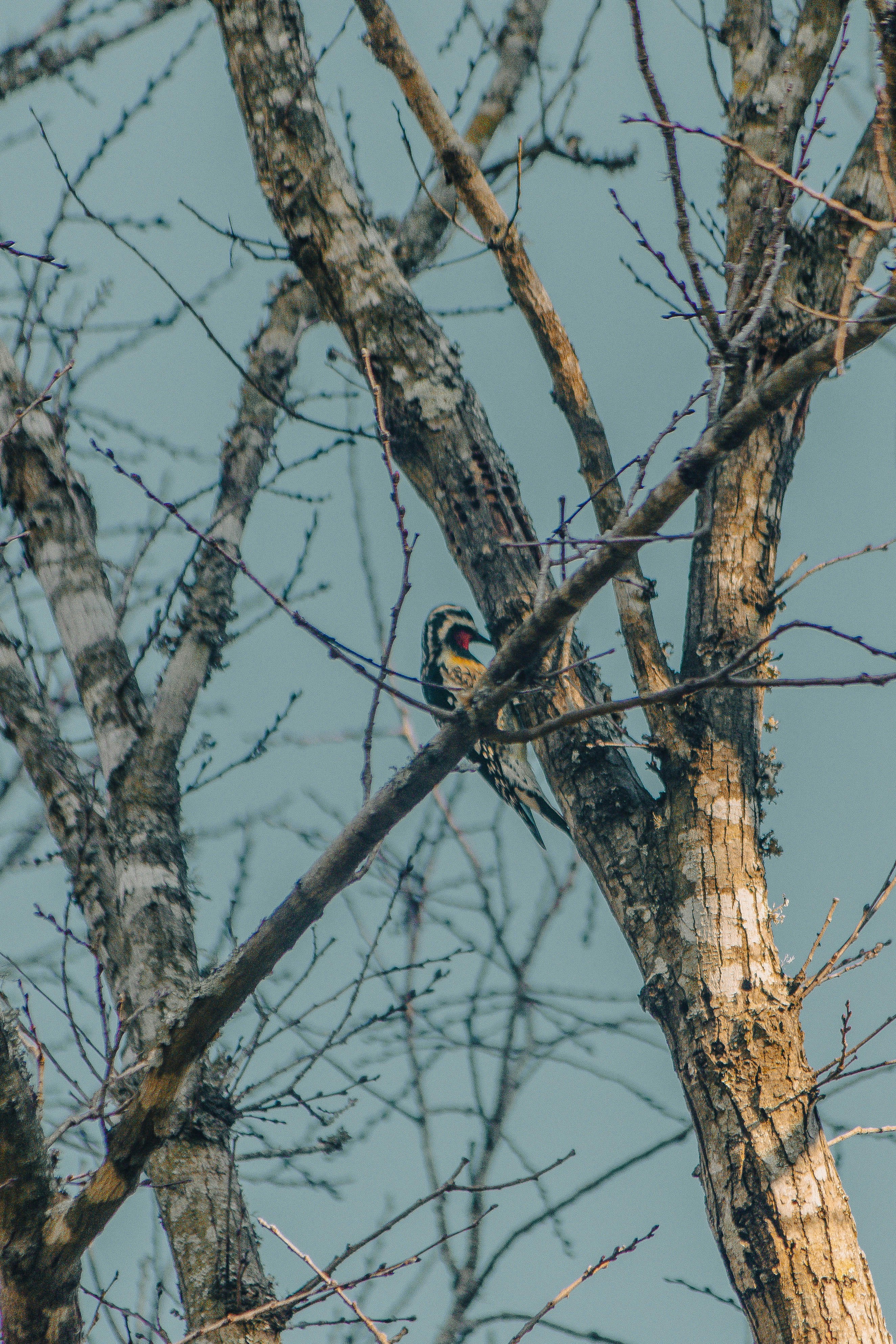 Hidden Songbird in Winter Line