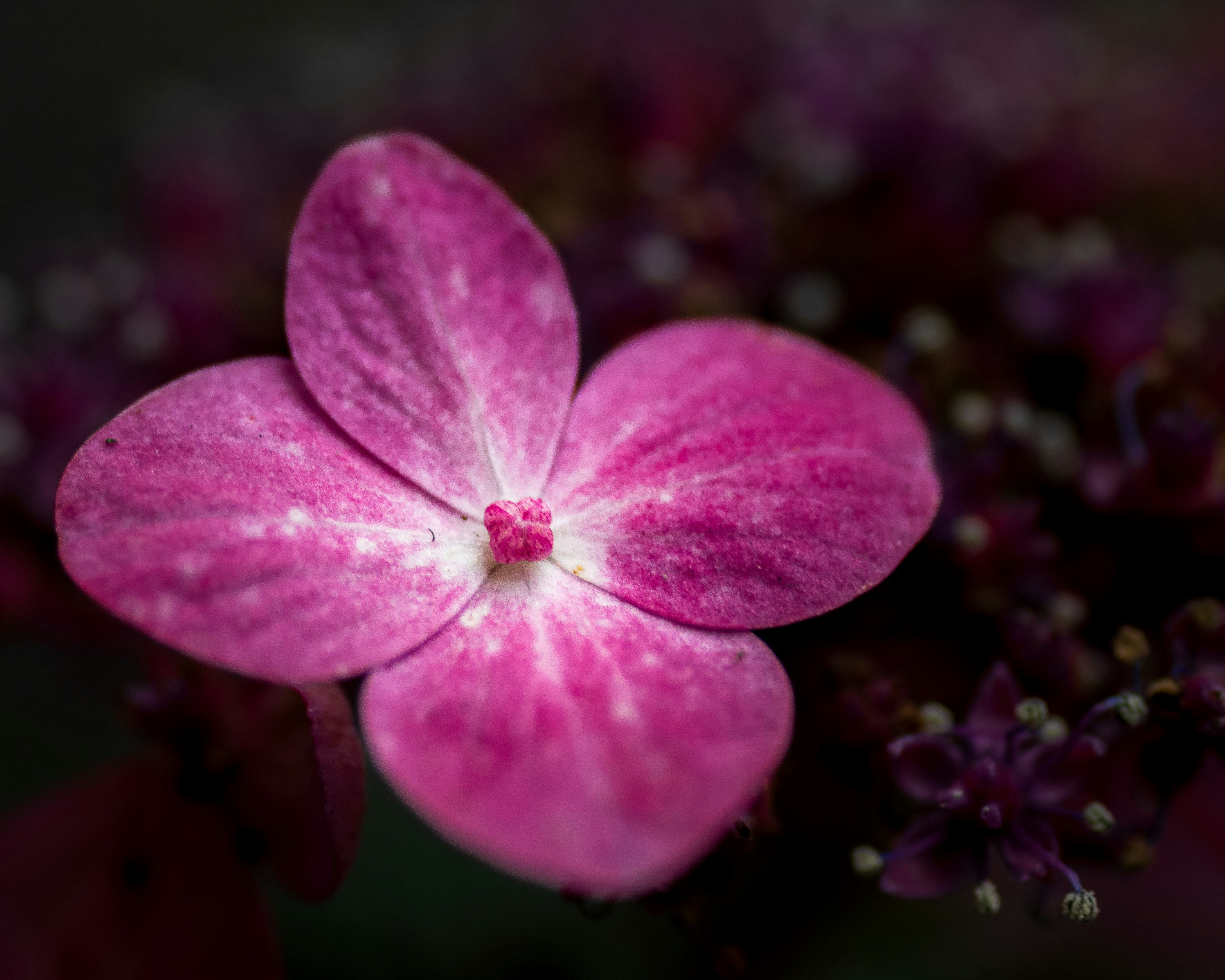 Pink Hydrangea Blossom Centerstage