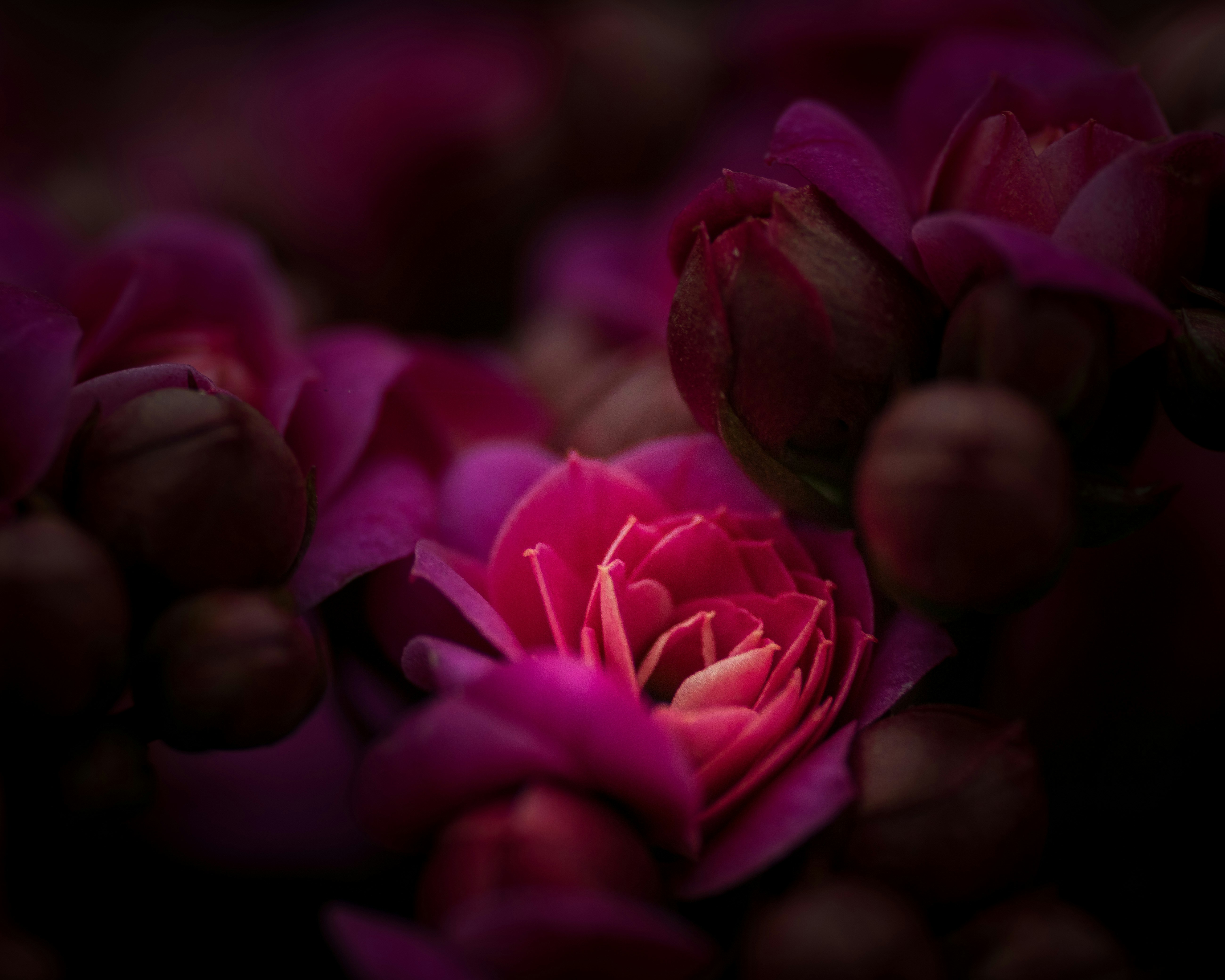 Veiled Bloom: Close-up of a Dark Rose in a Velvet Shadow