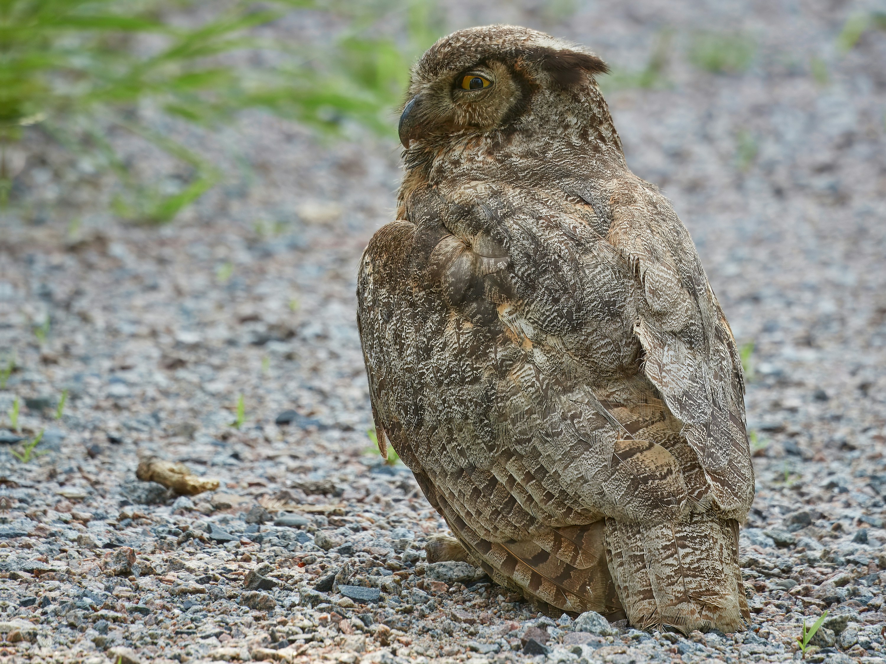 Watchful gaze in a stony quiet: a great horned owl at rest