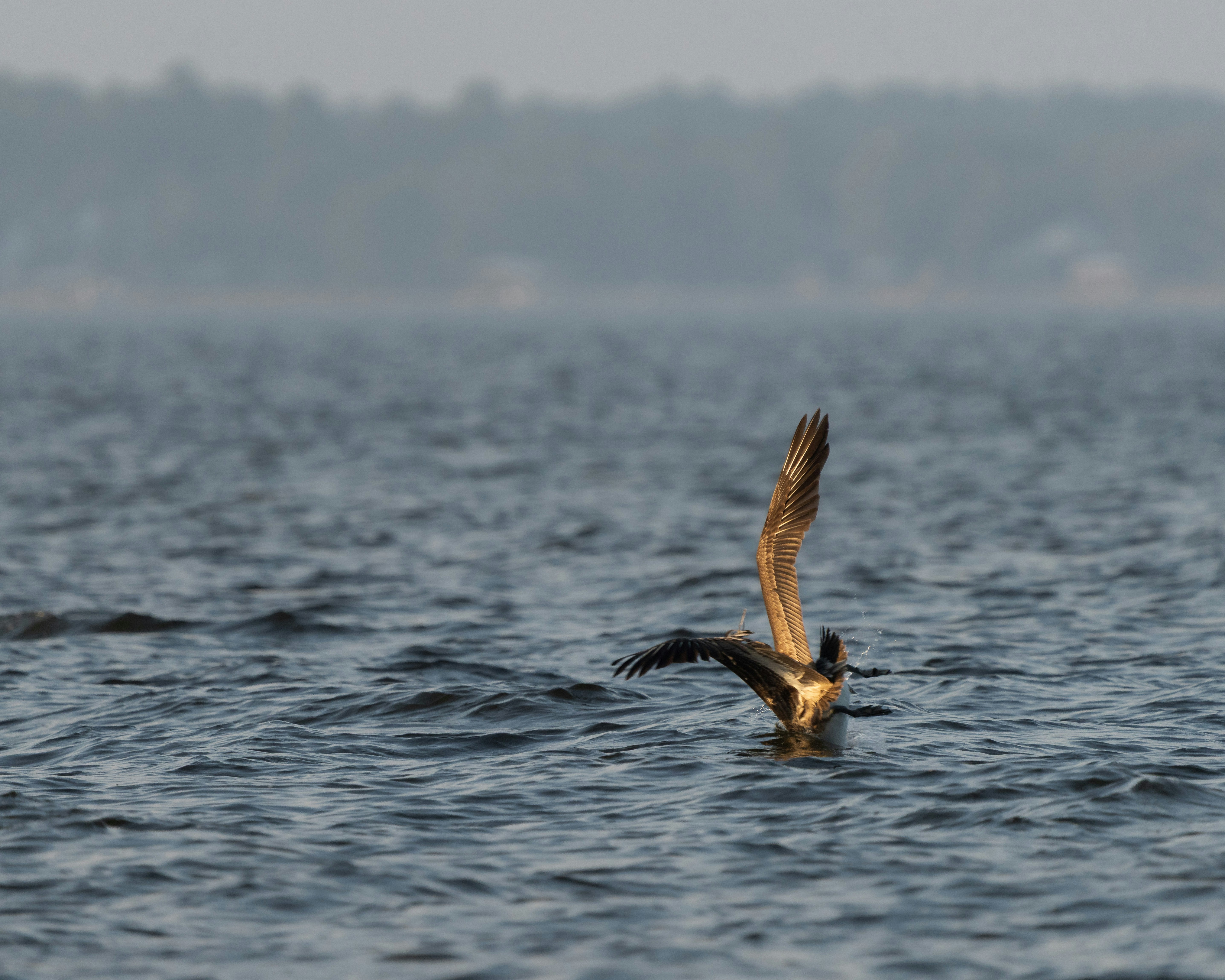 Winged Pursuit: A Seabird Emerges from the Waves