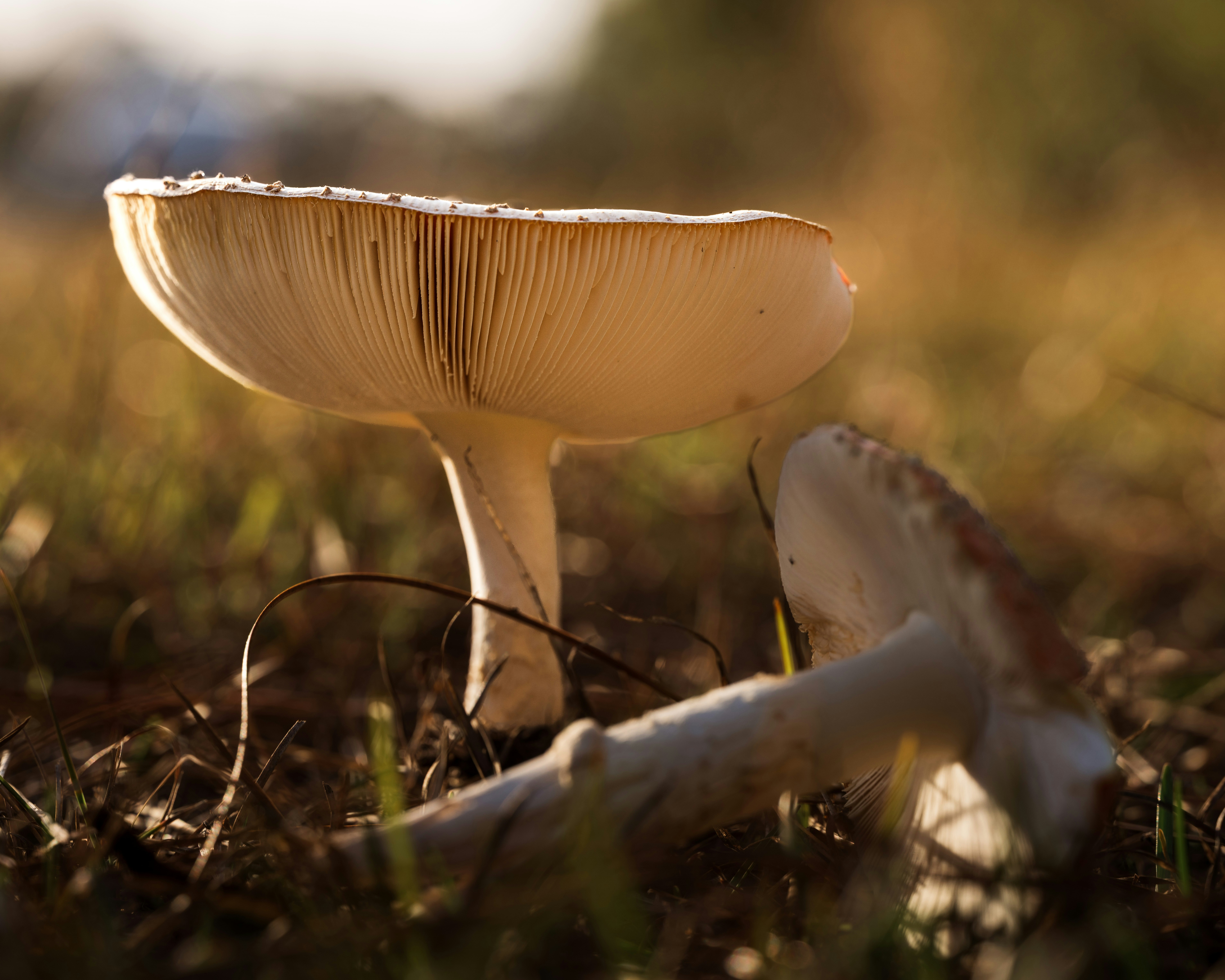Low Sun, High Veil: A Warm Mushroom Moment at the Edge of Light