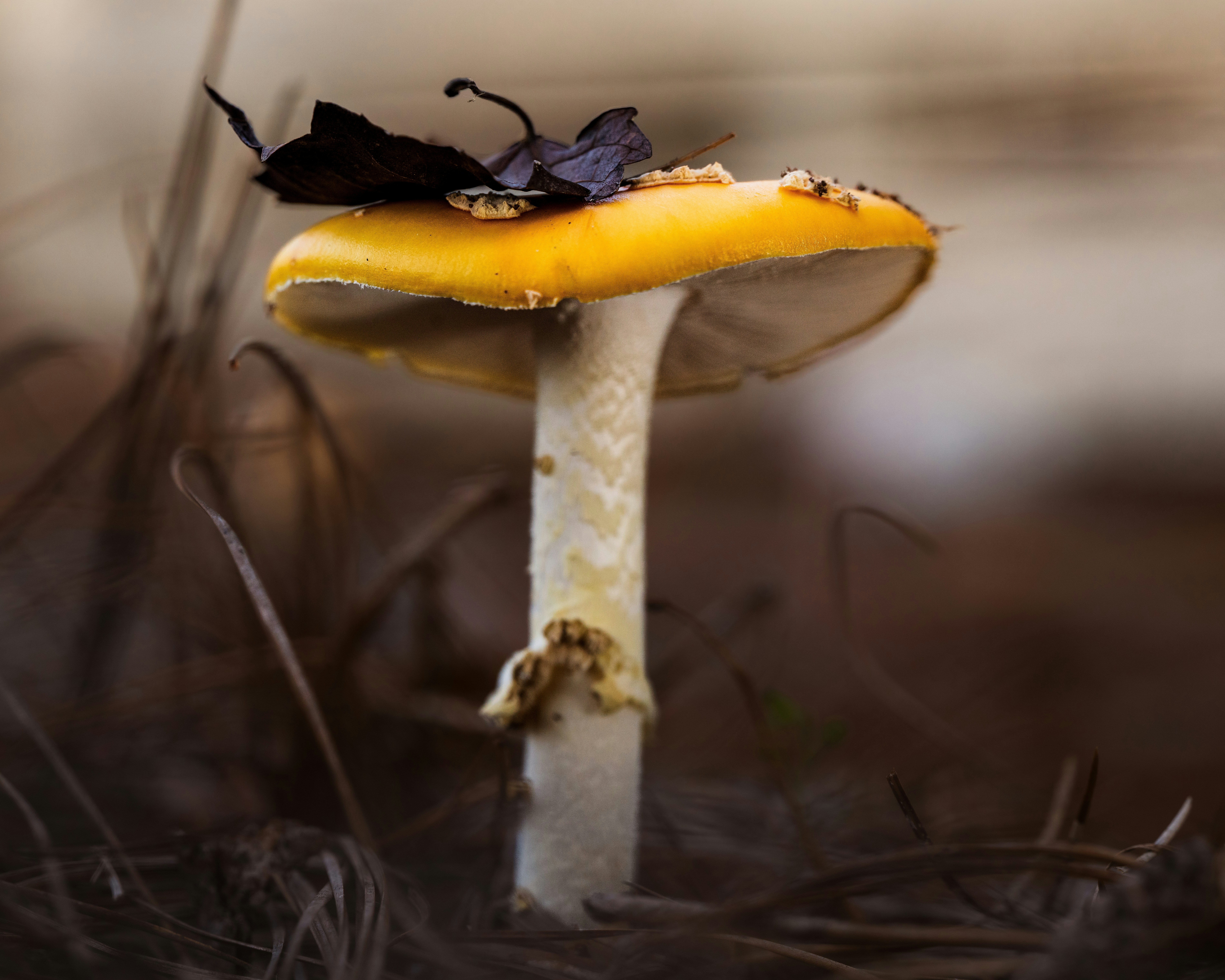 Golden-Top Fungus Reaches Above Tangle of Pine Needle Bed