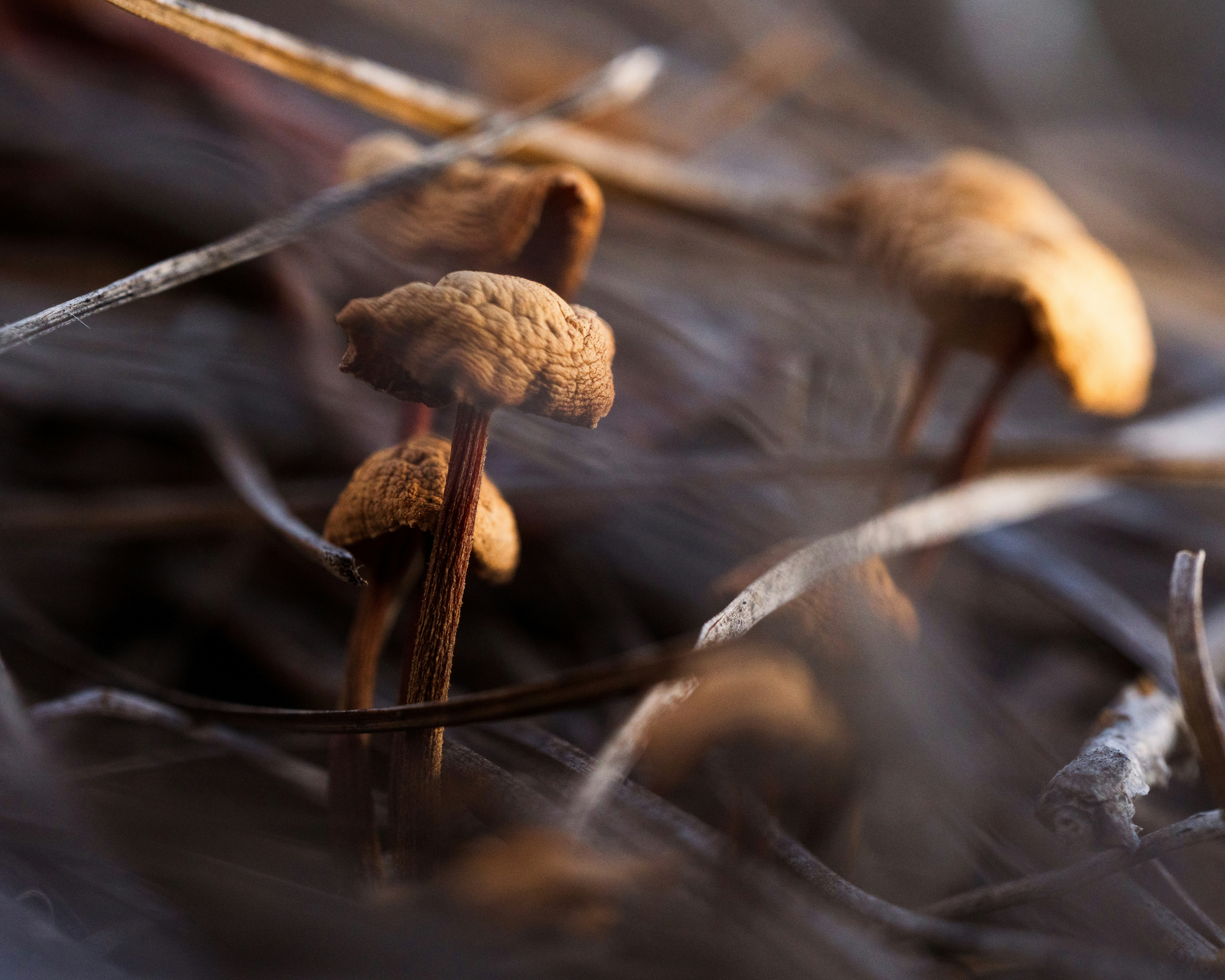 Mushroom Choir: Delicate Stems Amid Quiet Forest Debris