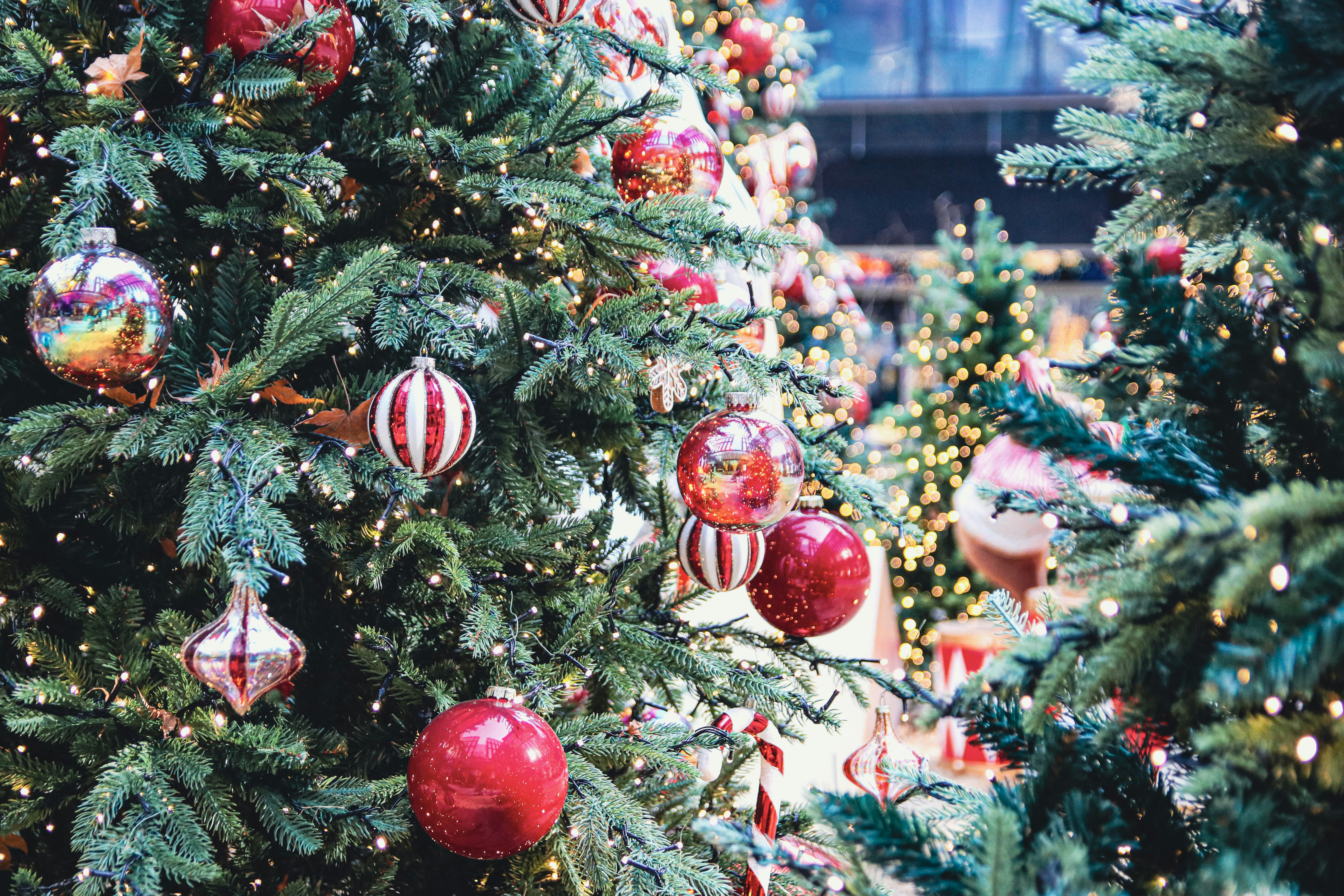 Ornamented Pines in a Window of Holiday Lights