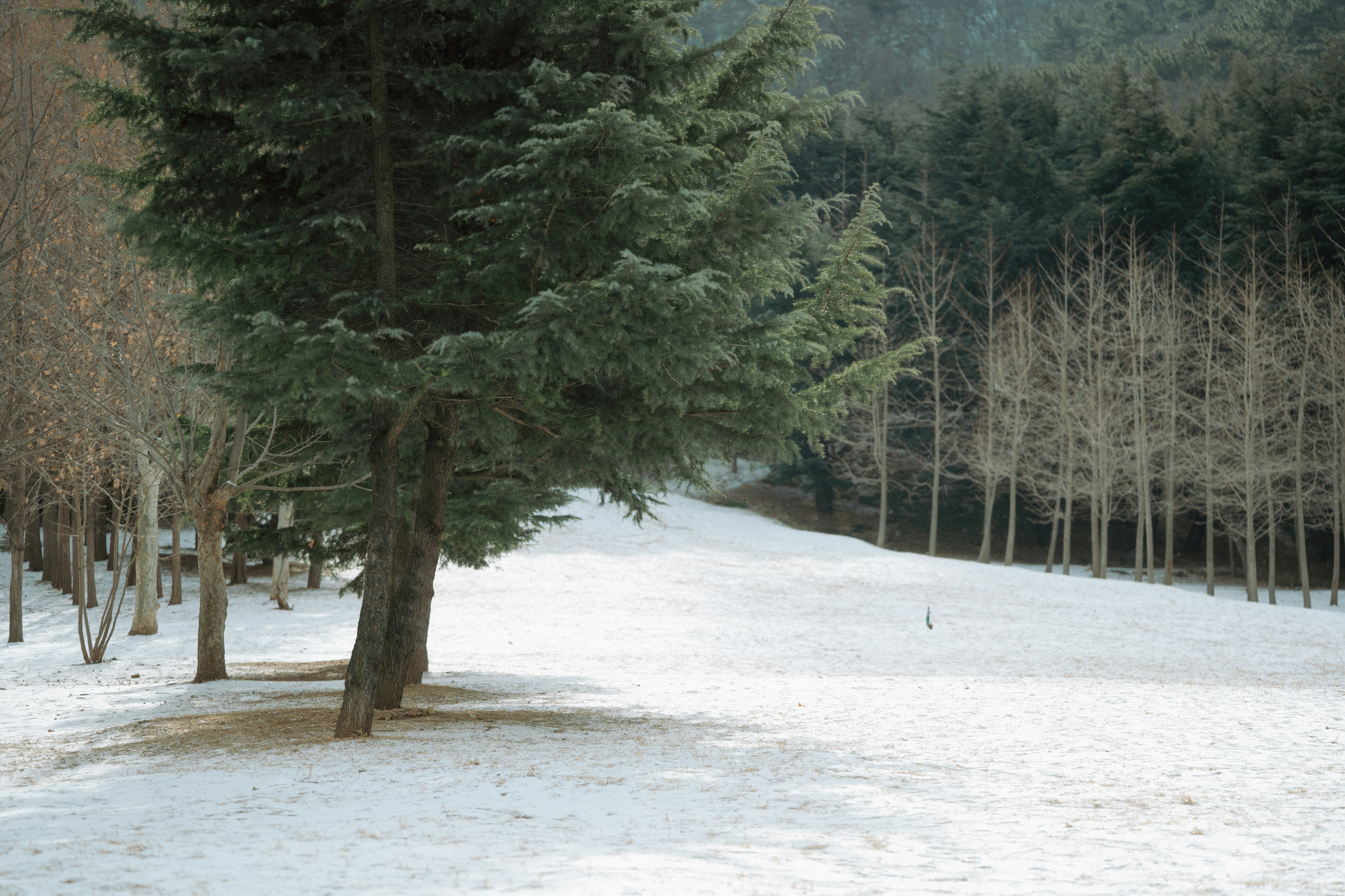 Snowy Clearing under a Lone Pine