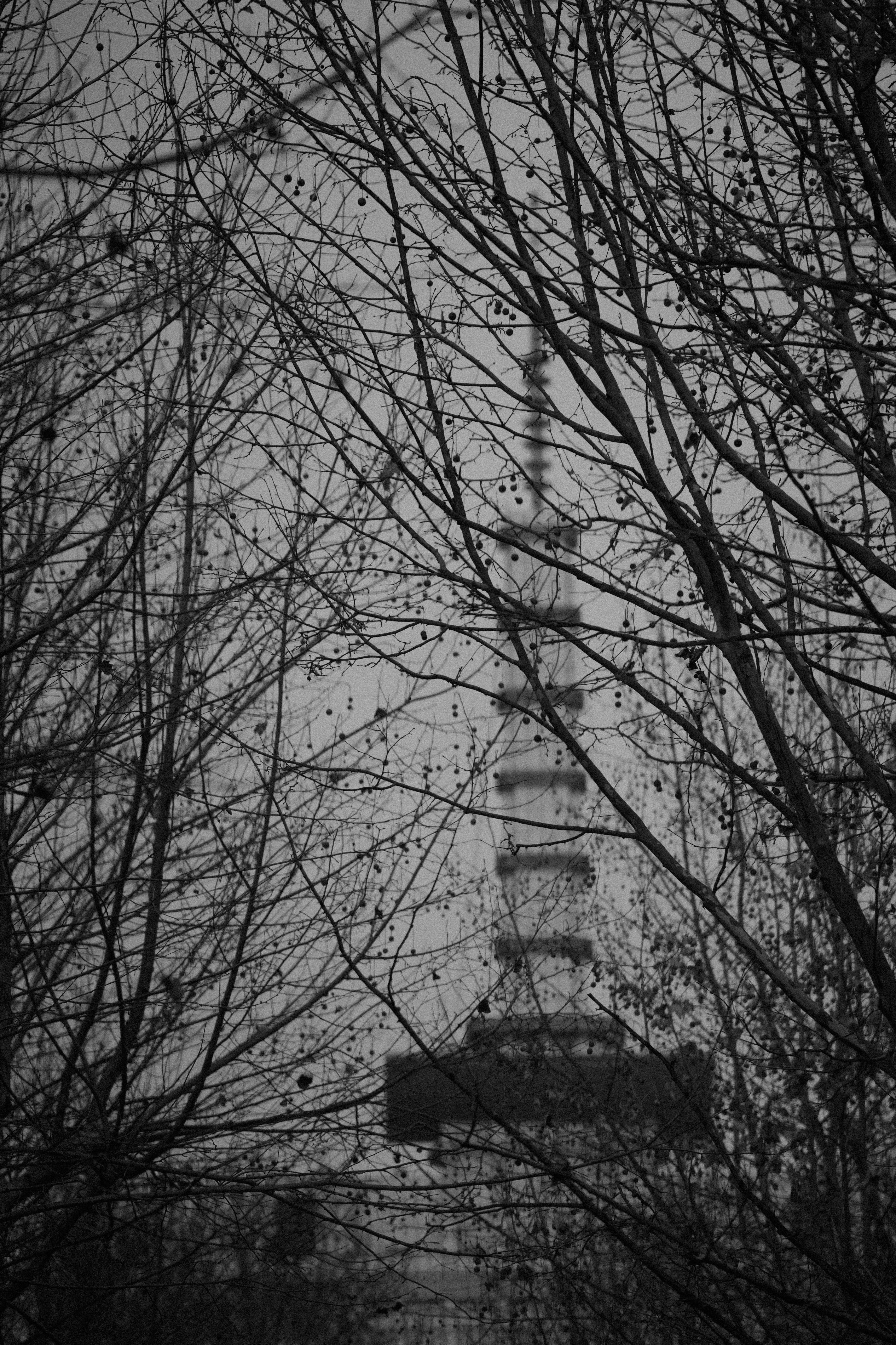 Bare Tree Constellation over a Fading Tower