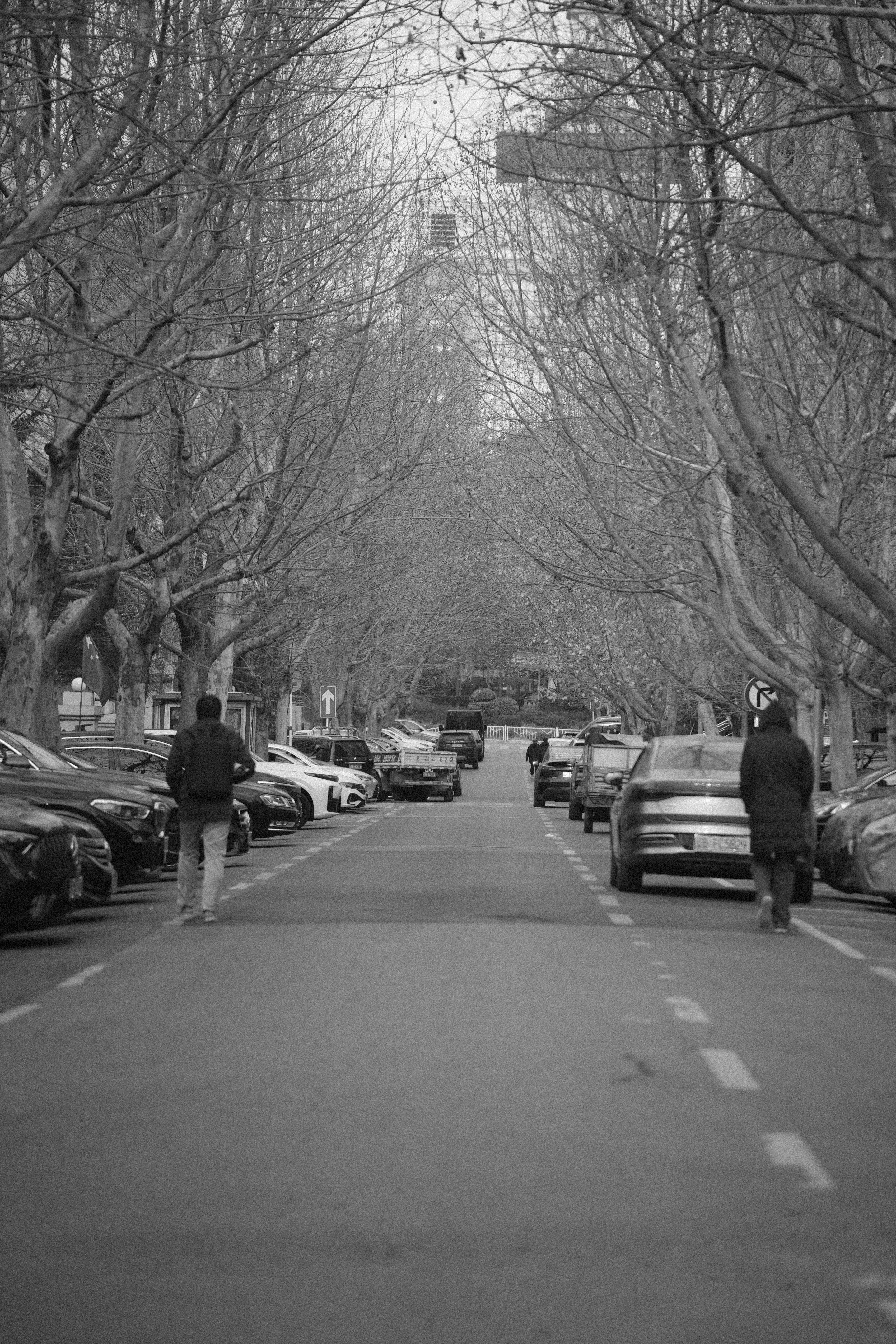Urban Avenue in Blooming Silence