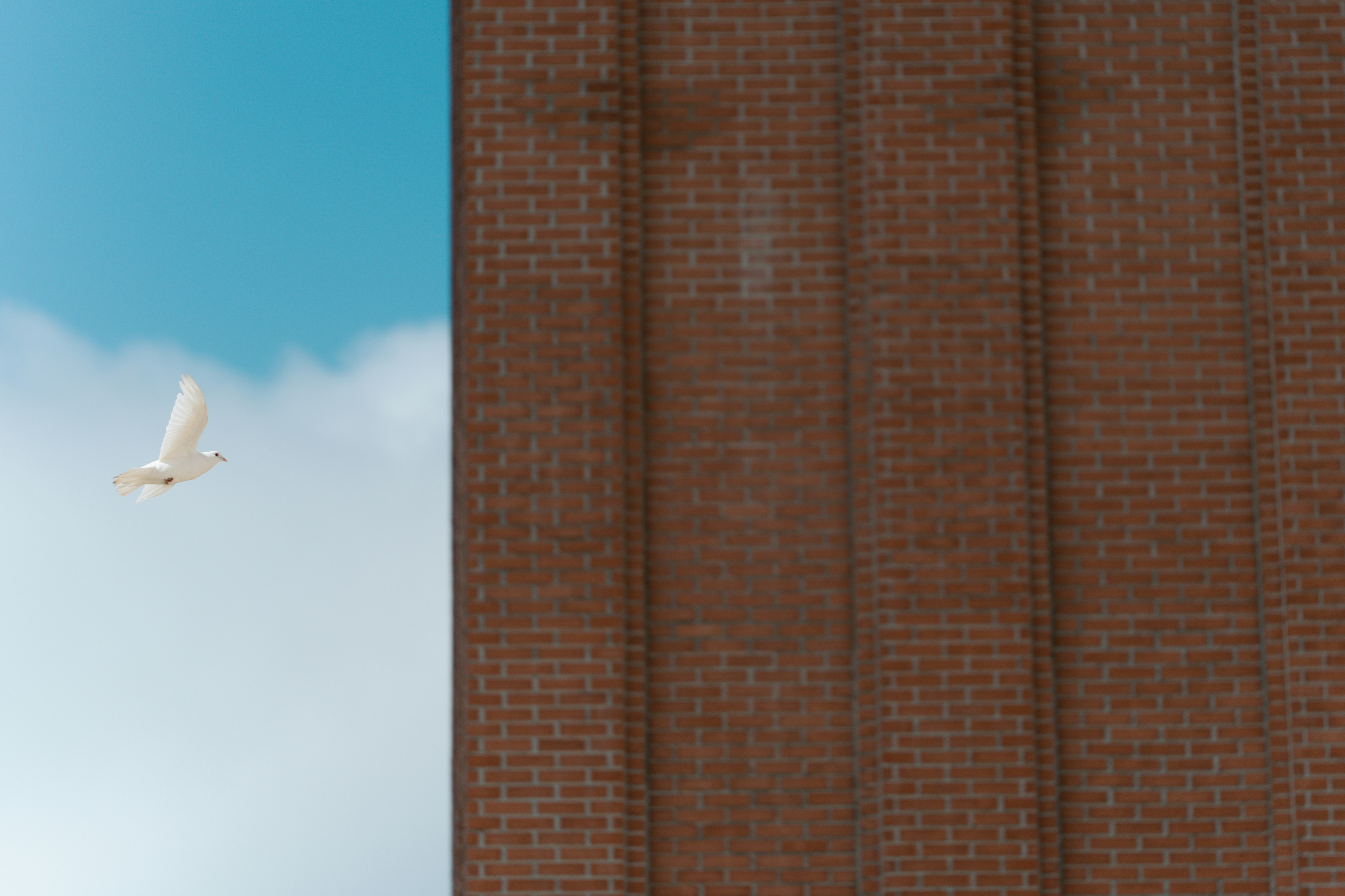 White Dagger in the Sky: A Distant Dove Against Brick Towers